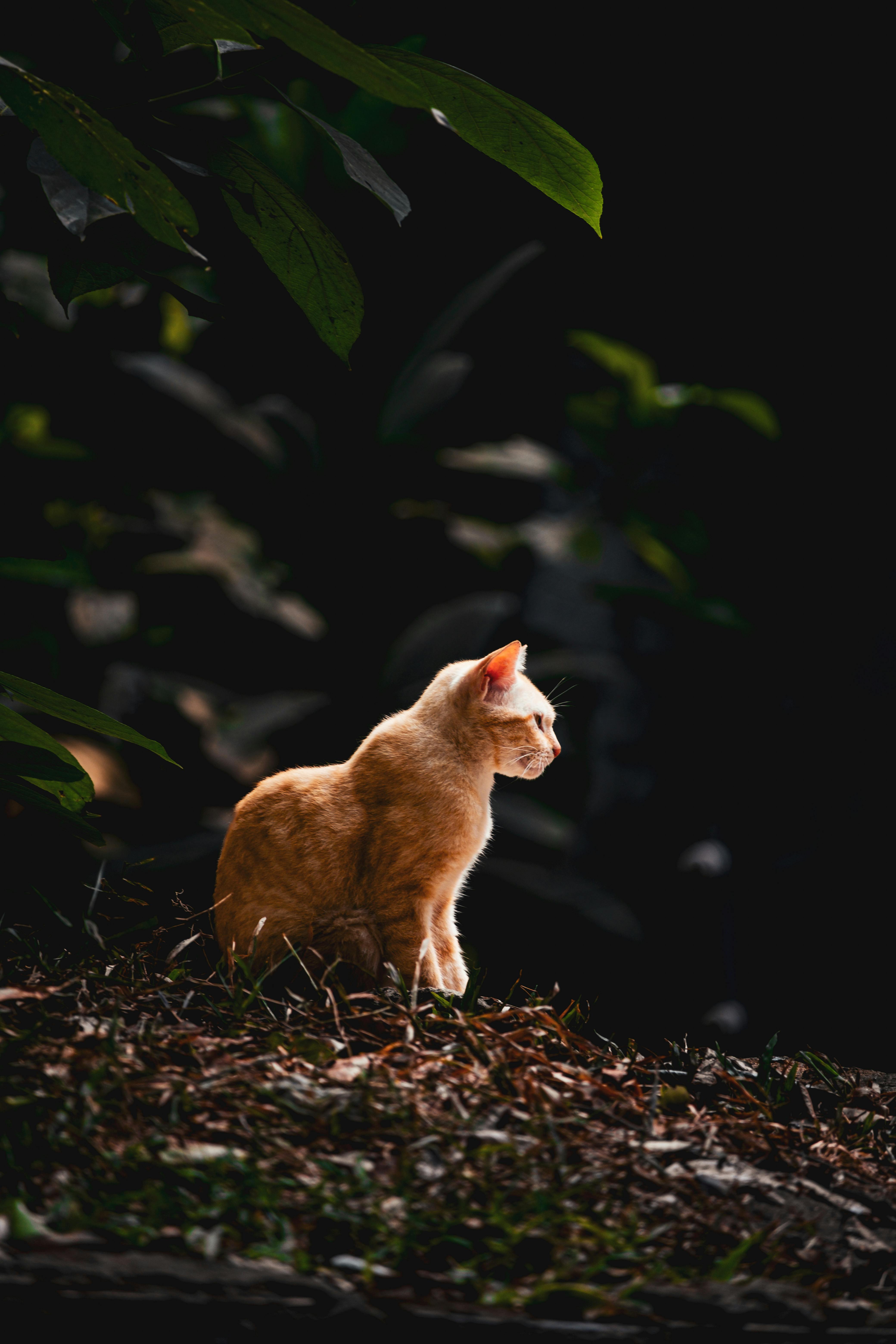Little Cat in a Forest · Free Stock Photo