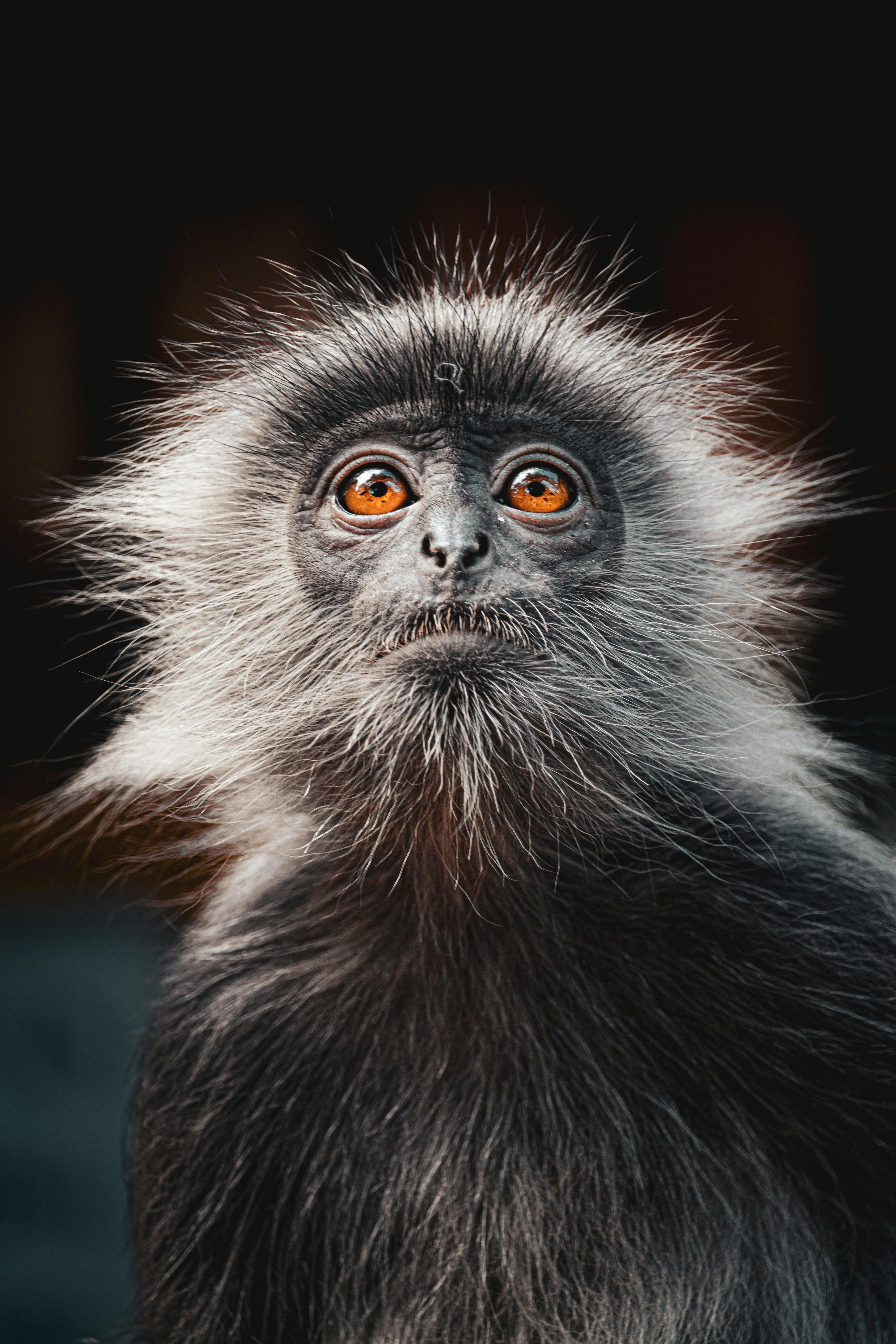 Monkey Teeth Photos, Download The BEST Free Monkey Teeth Stock Photos ...