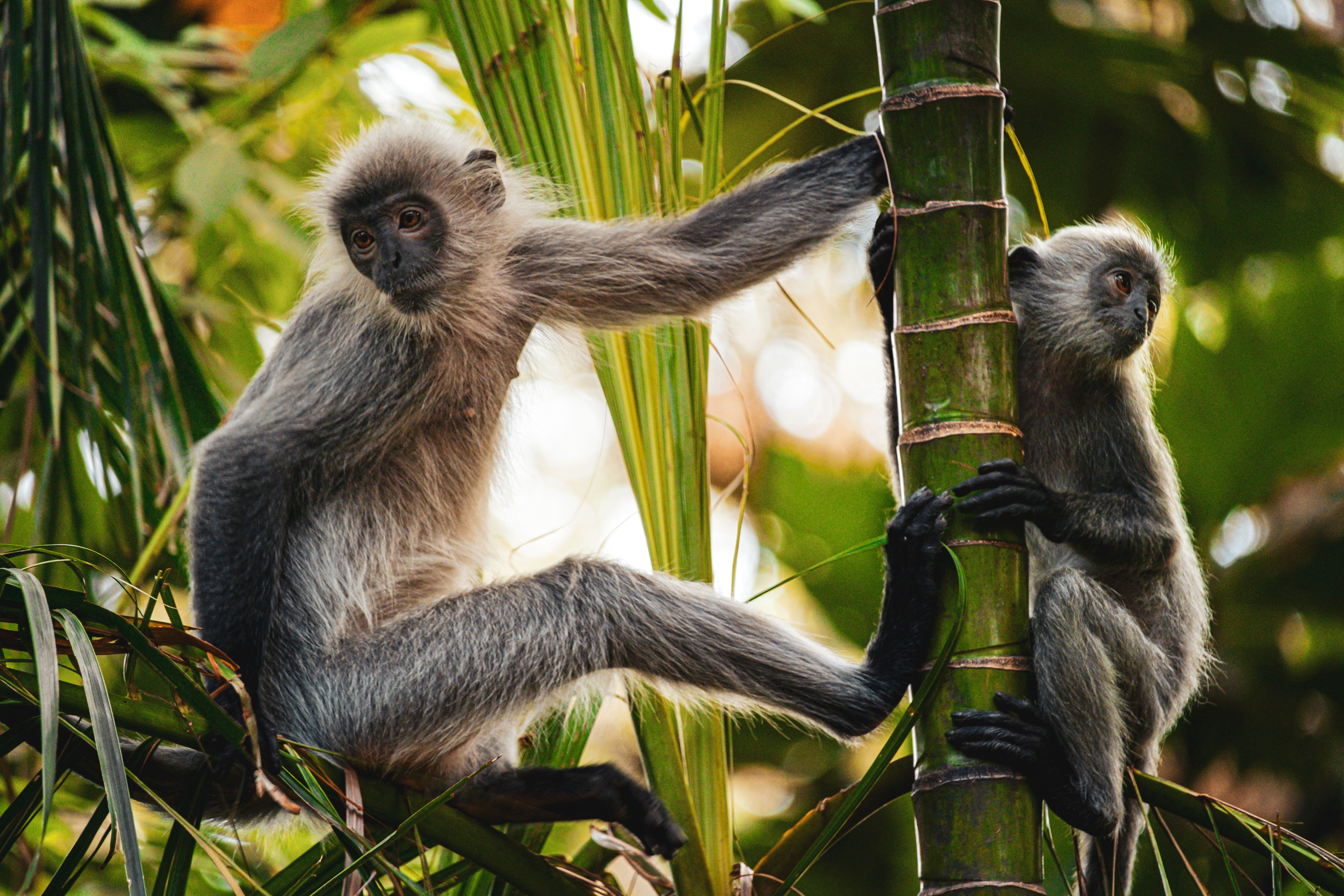 Monkeys on a Tropical Tree · Free Stock Photo
