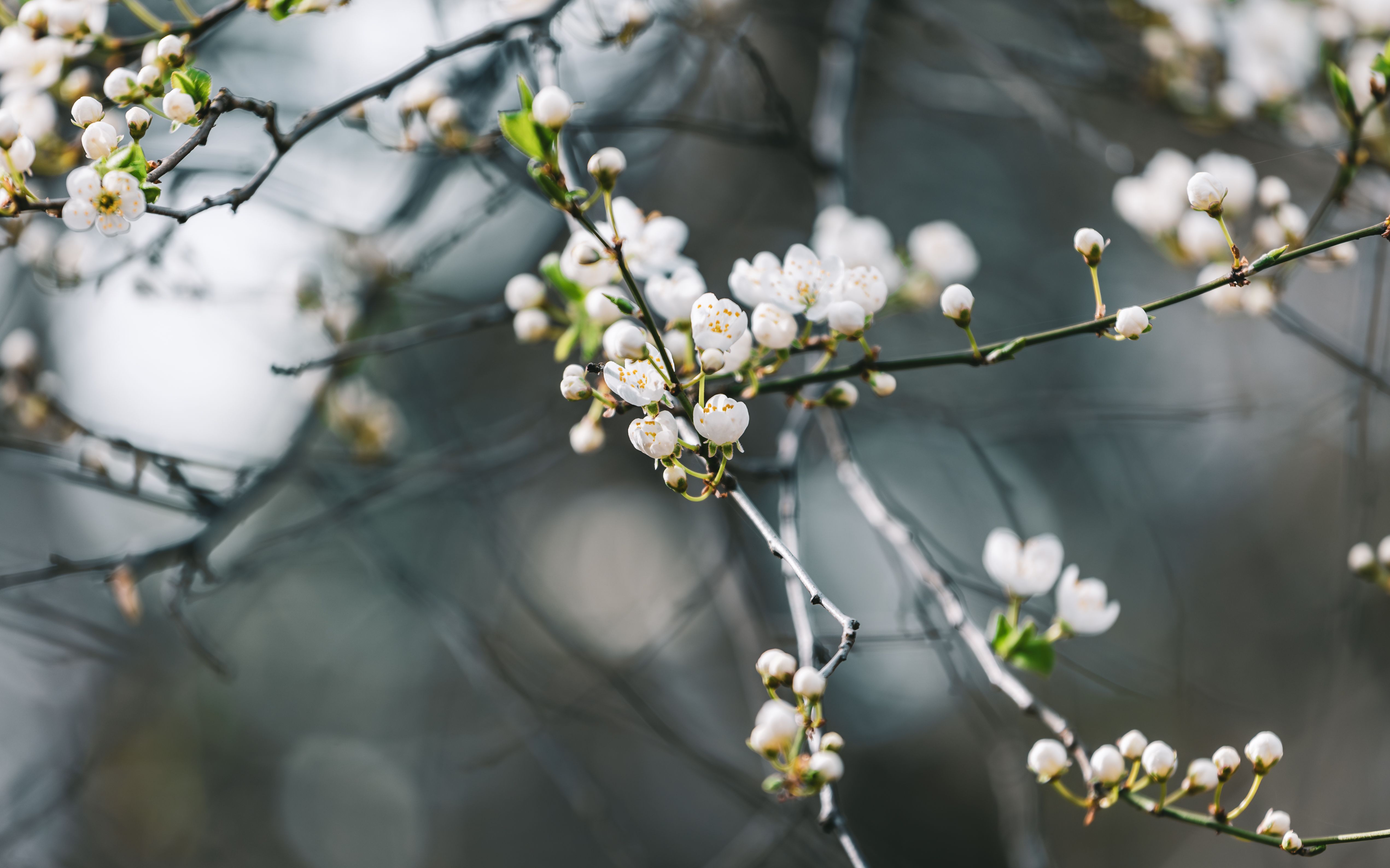 Flowers Blooming Photos, Download The BEST Free Flowers Blooming Stock ...