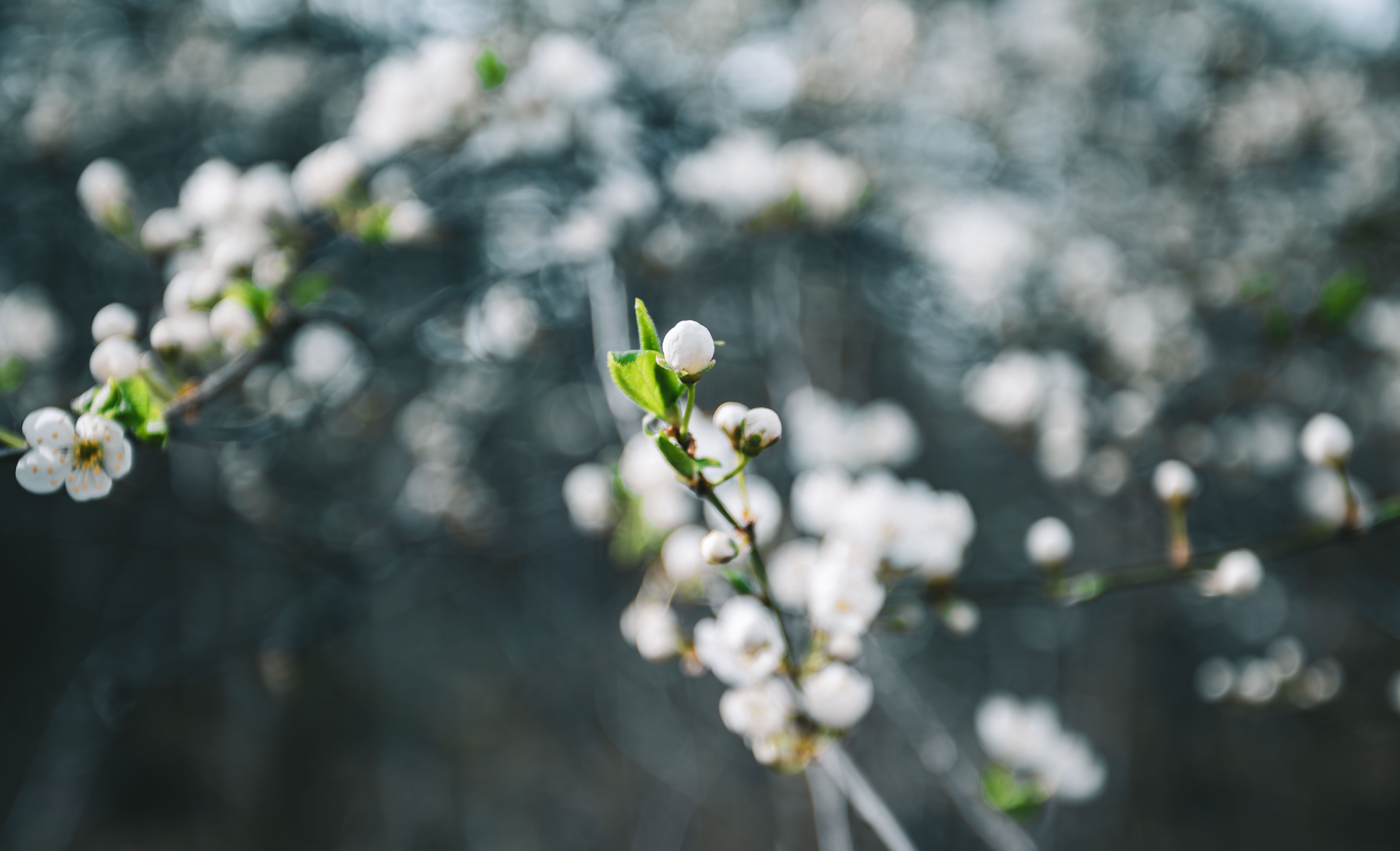 Flowers Blooming Photos, Download The BEST Free Flowers Blooming Stock ...