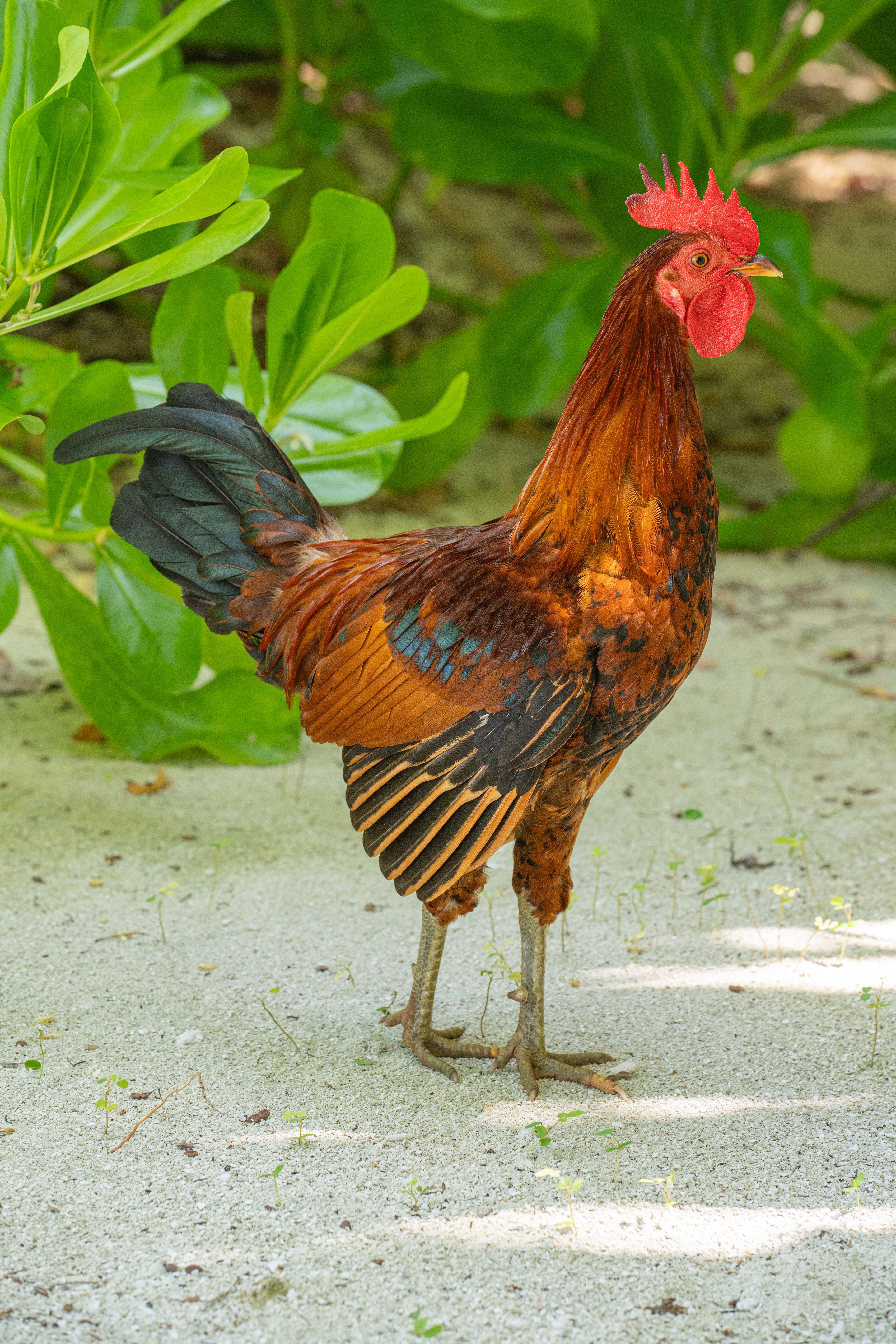 Rooster on the Sand · Free Stock Photo