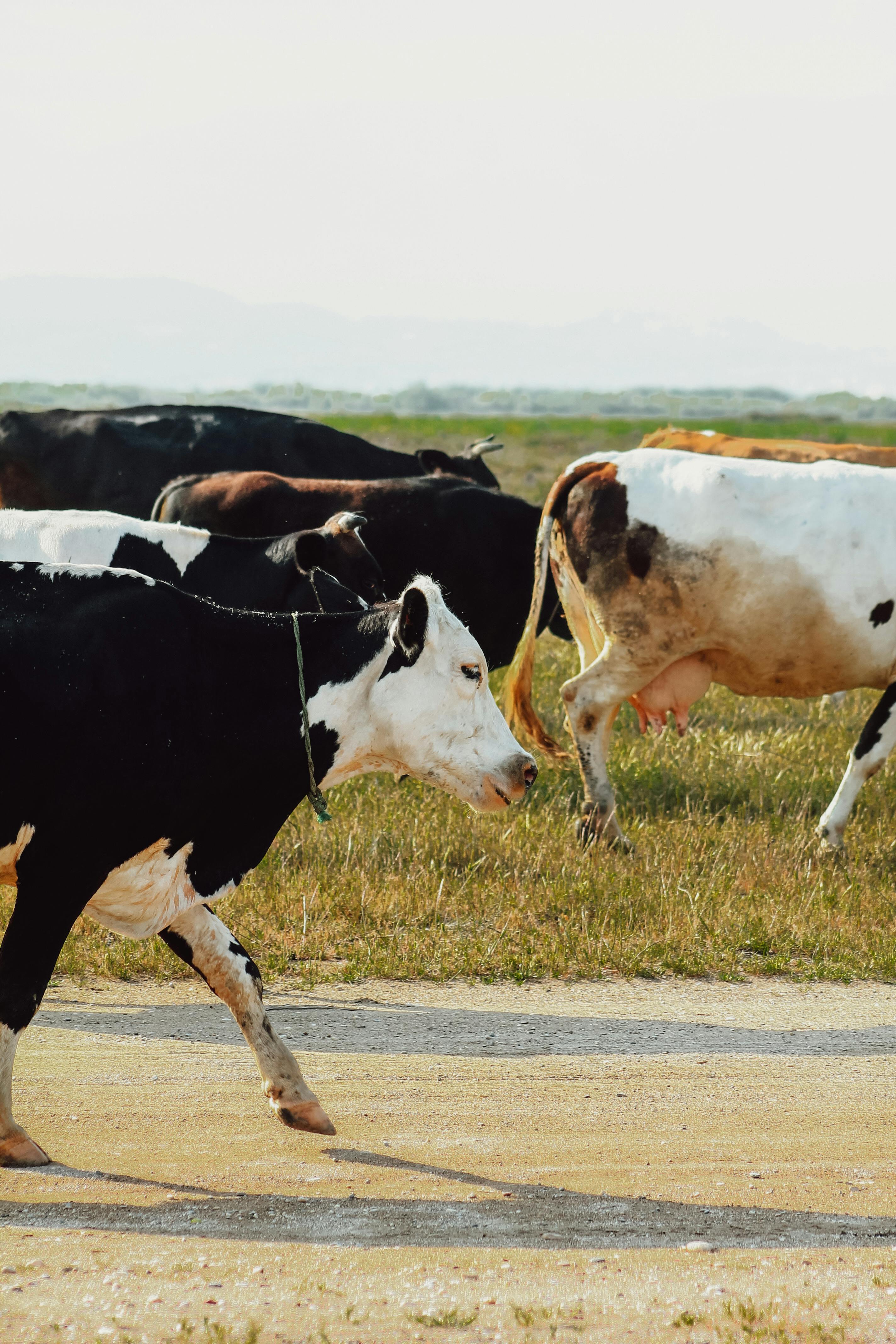 A group of cows walking down a road · Free Stock Photo