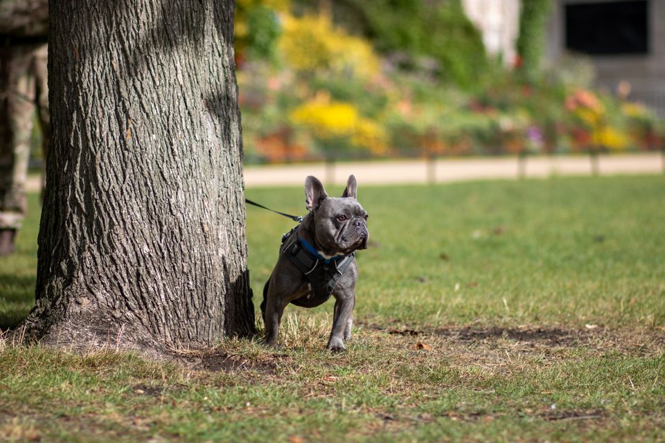 Cute Frenchie Dog: Adorable Appearance & Loving Personality