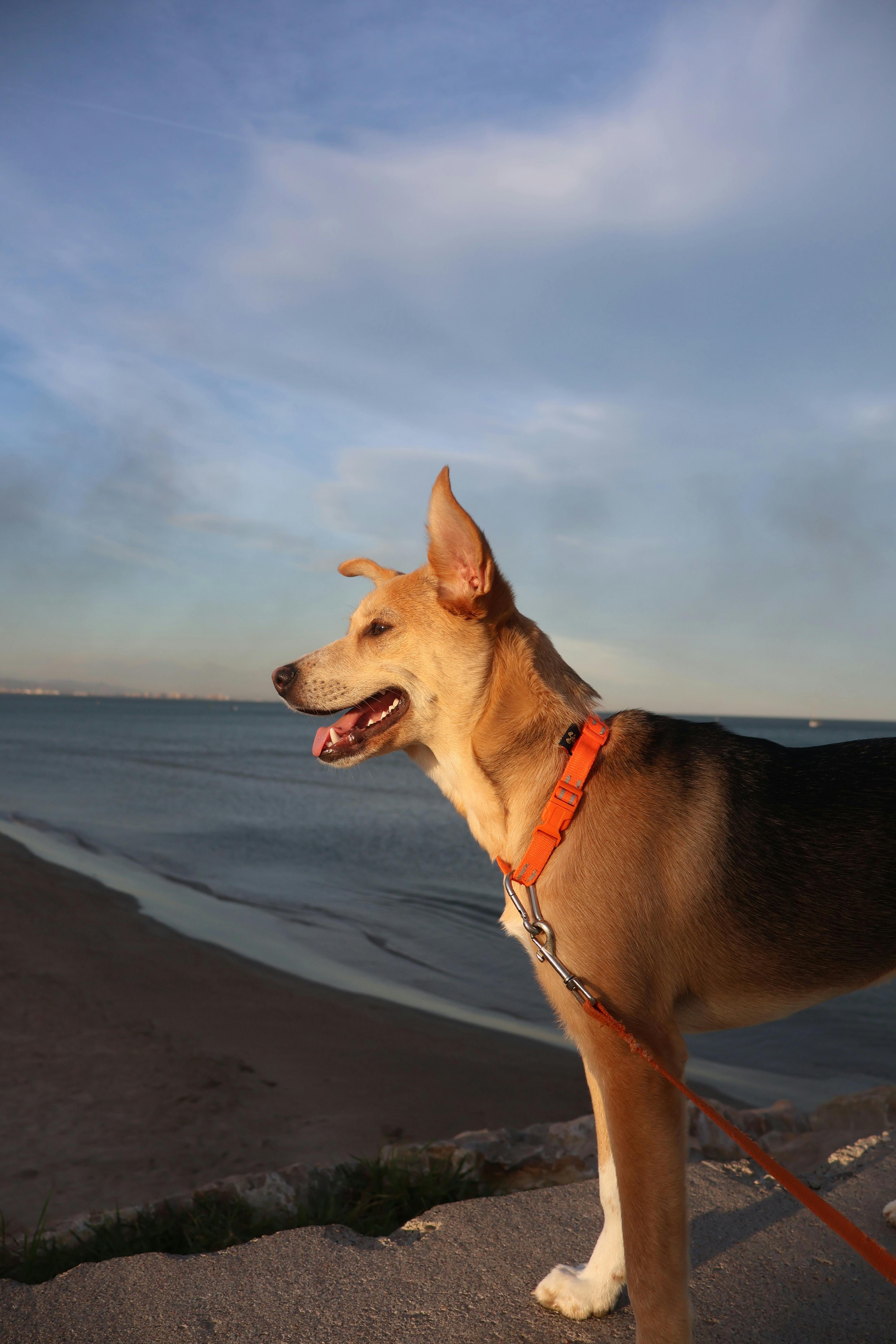 Dog Ship Leash Photos, Download The BEST Free Dog Ship Leash Stock ...