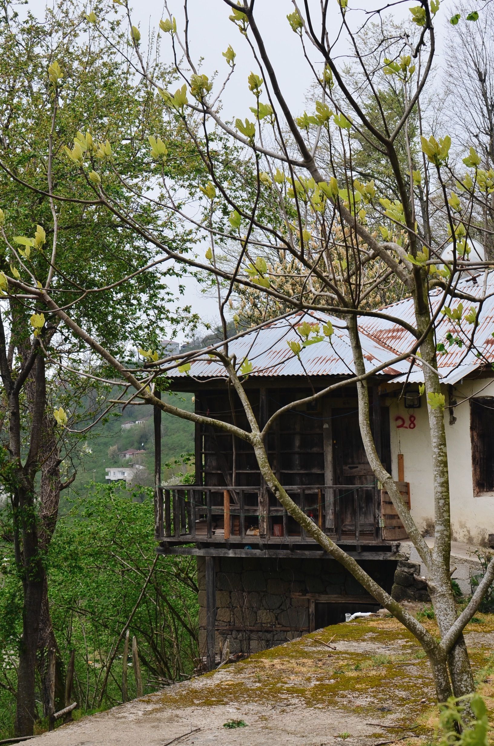 Trees around House in Forest · Free Stock Photo