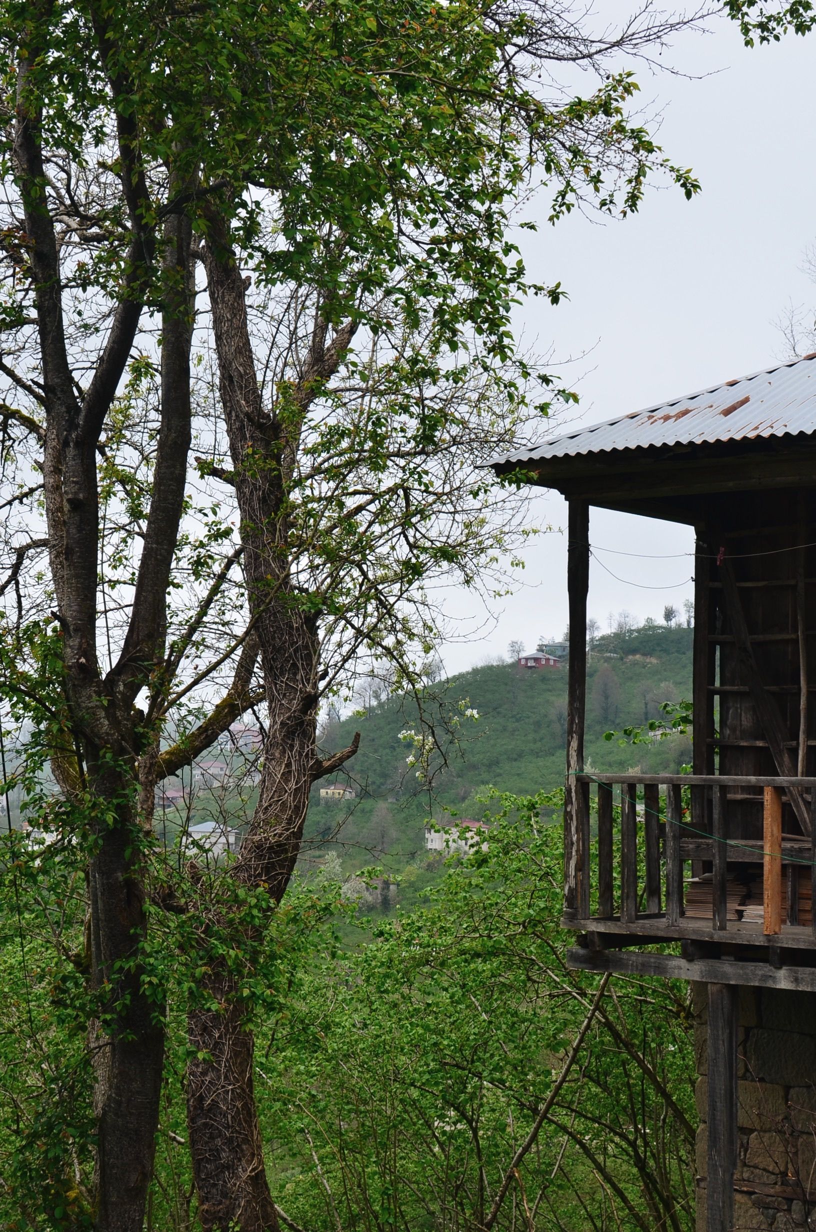 Rustic Cabin with Dog on Porch in Countryside · Free Stock Photo
