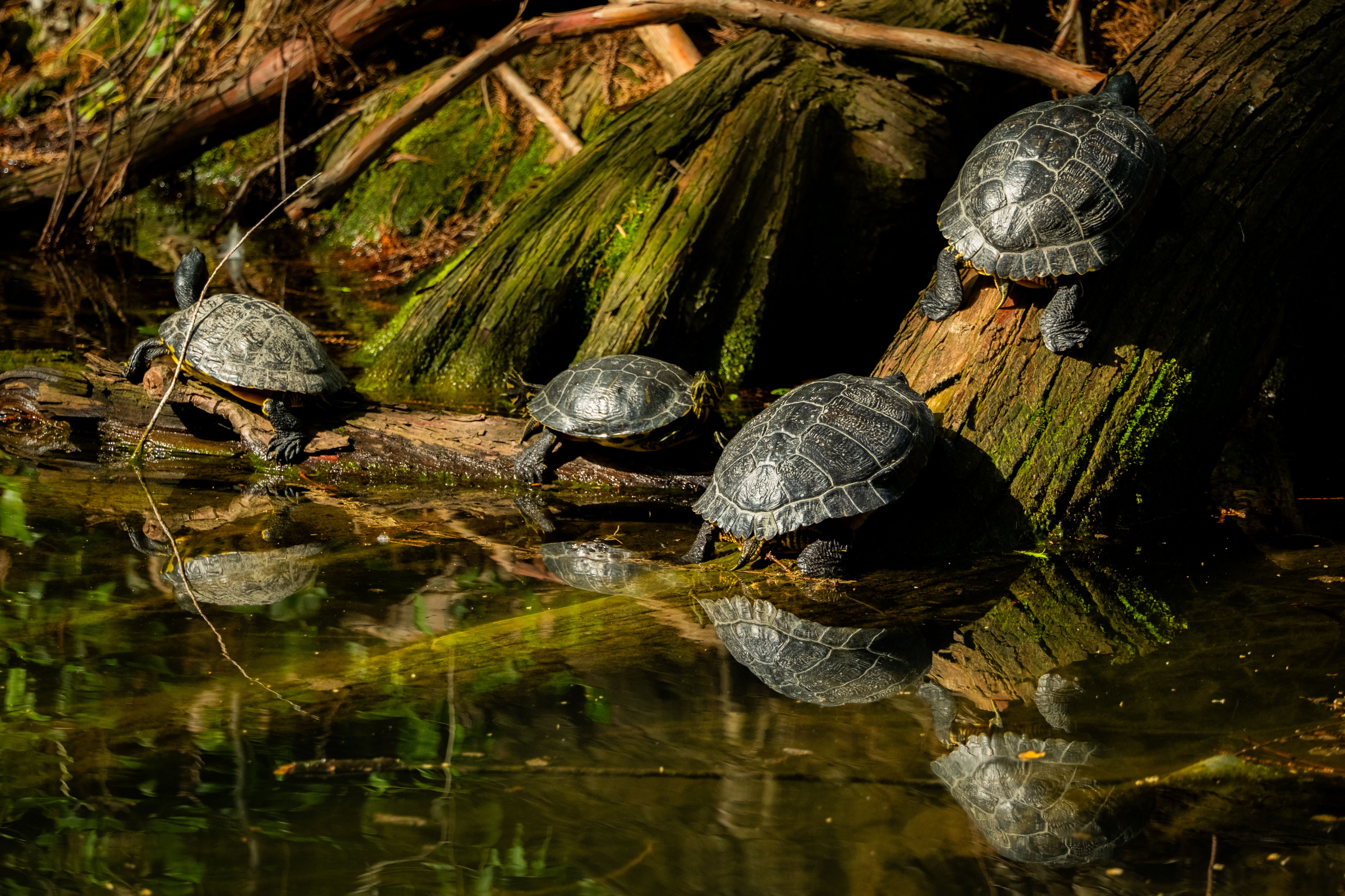 Turtles by the Stream · Free Stock Photo