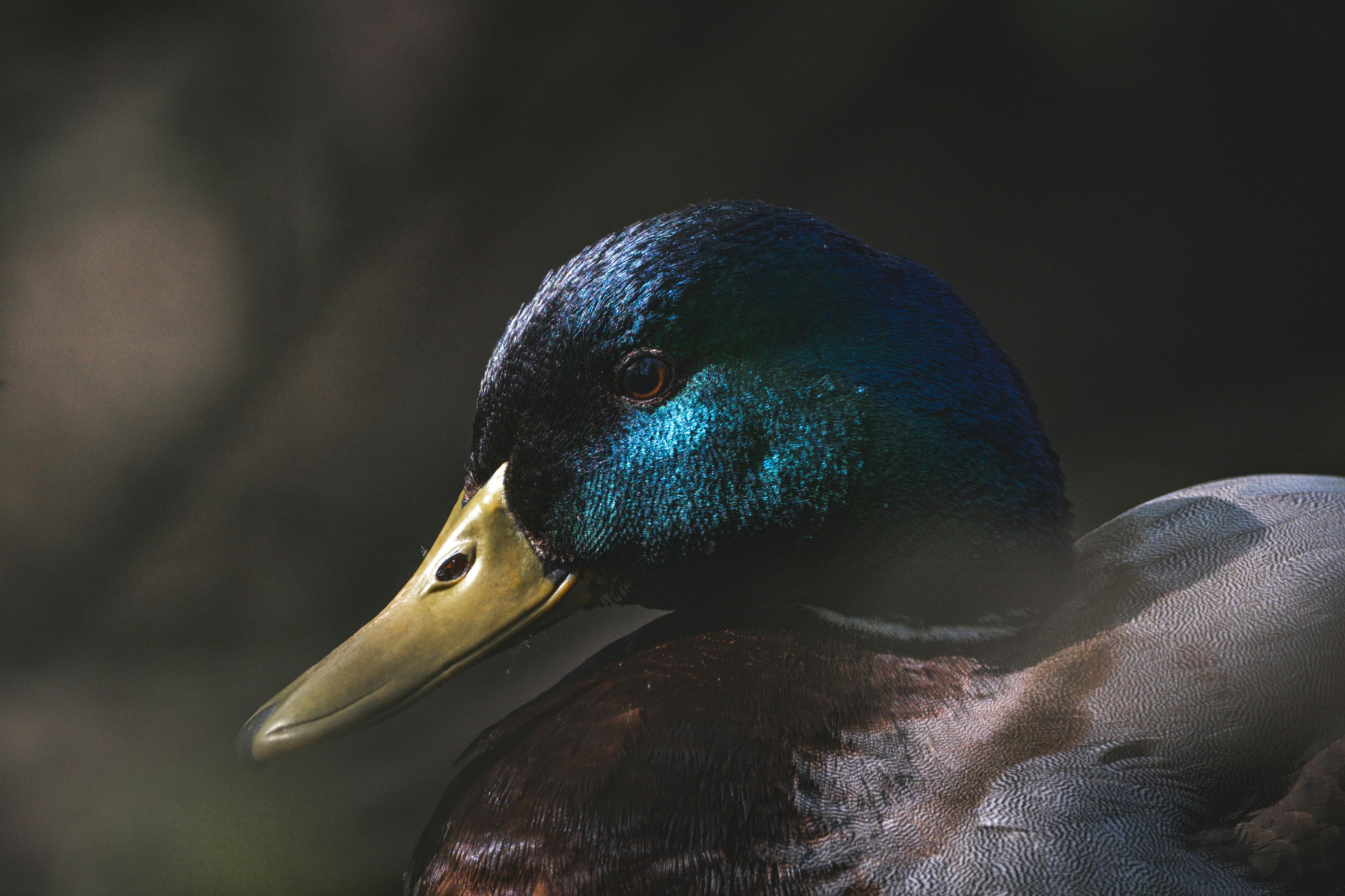 Portrait of a Duck · Free Stock Photo