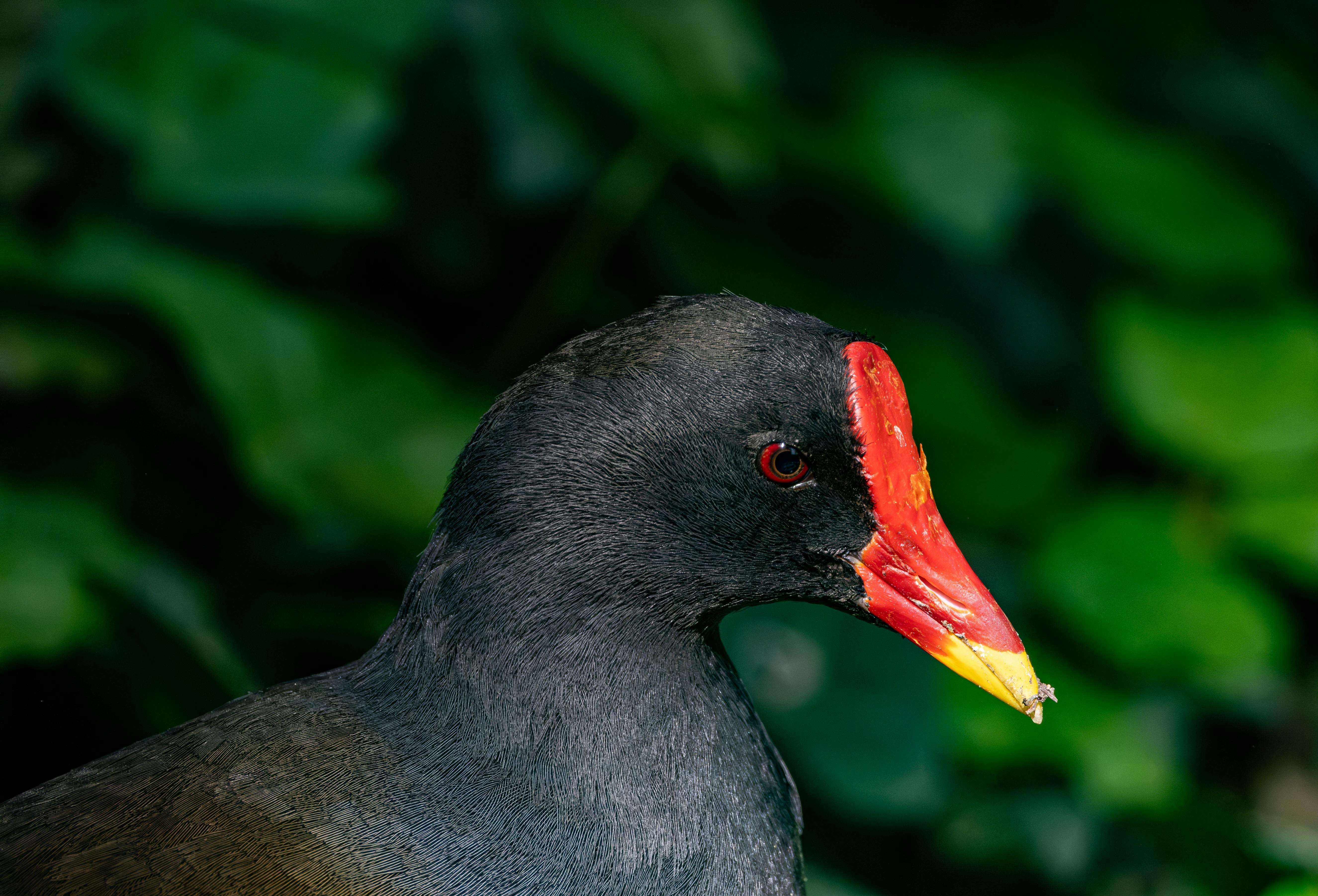 Moorhen Bird in a Forest · Free Stock Photo