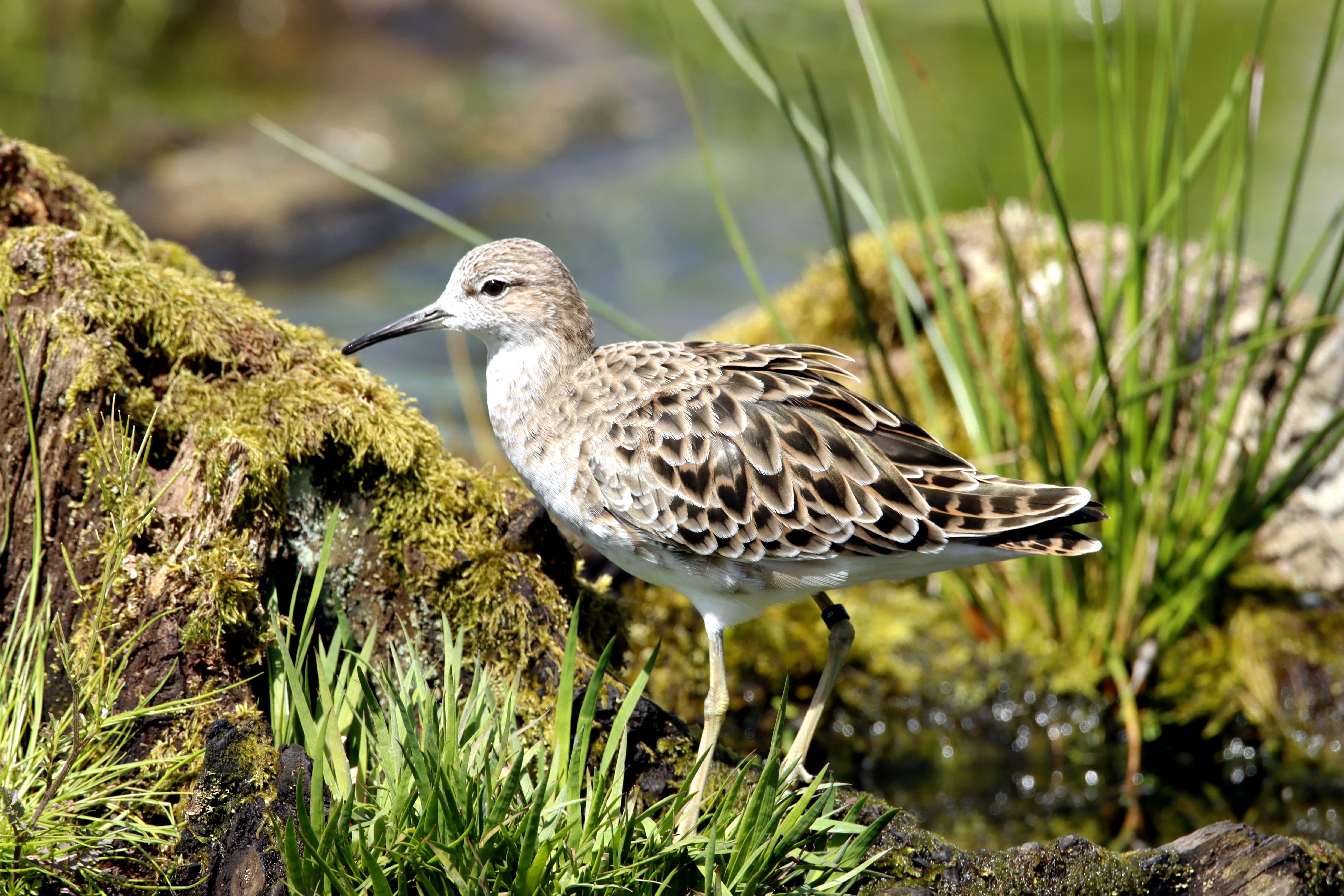 Battalion Bird by the Lake · Free Stock Photo