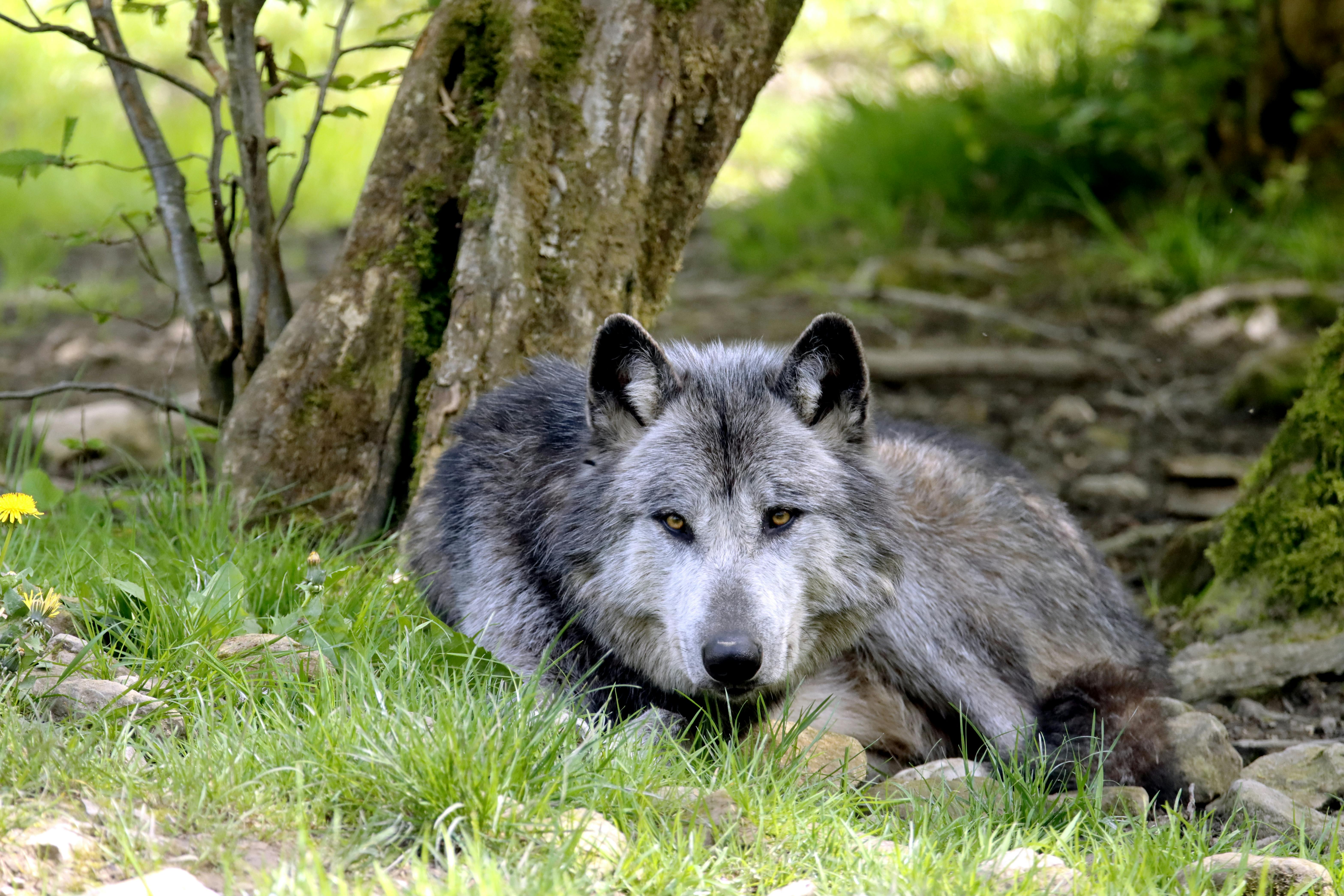 A gray wolf laying down in the grass near trees · Free Stock Photo