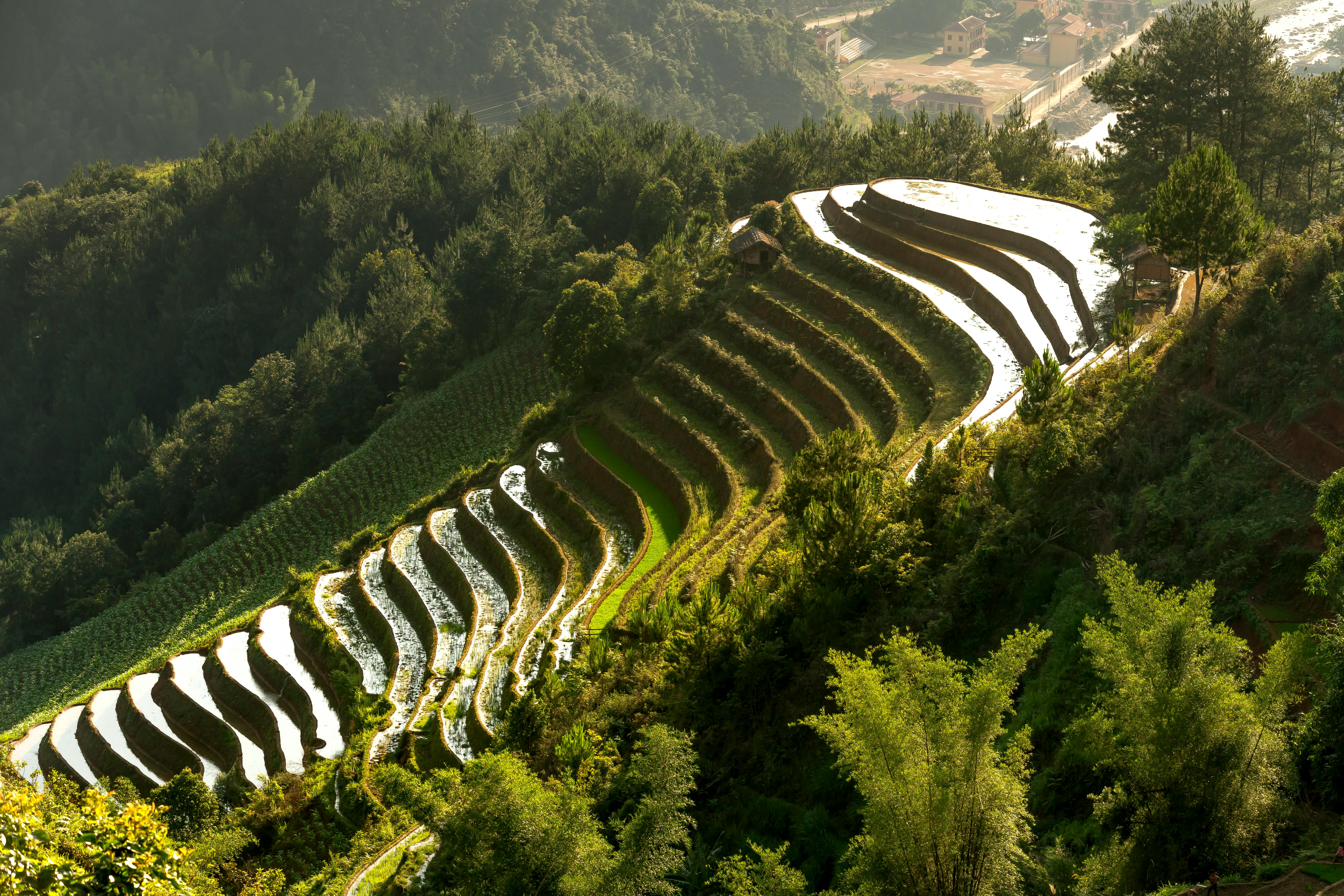 Landscape Photography of Rice Terraces · Free Stock Photo
