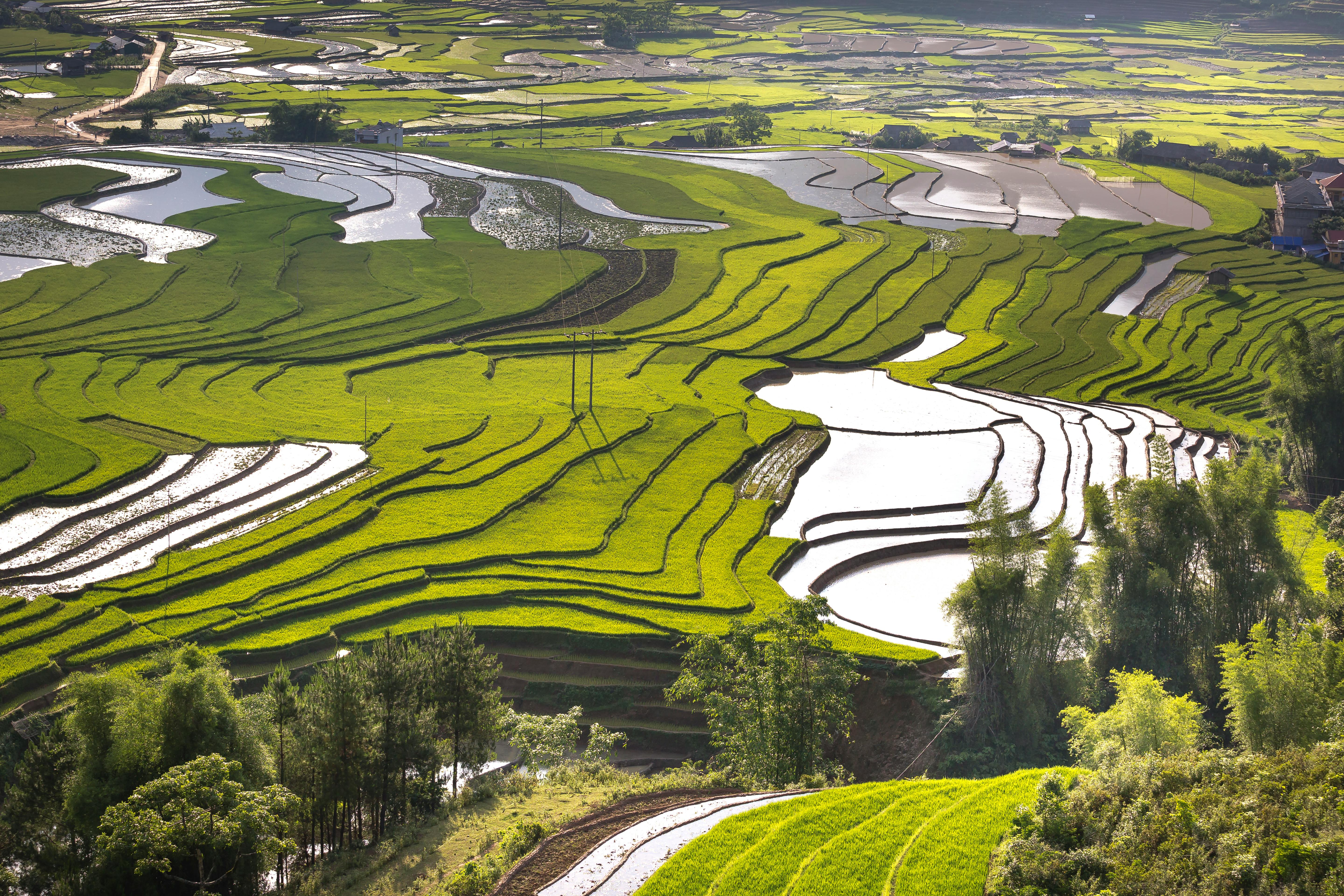 Rice Field · Free Stock Photo