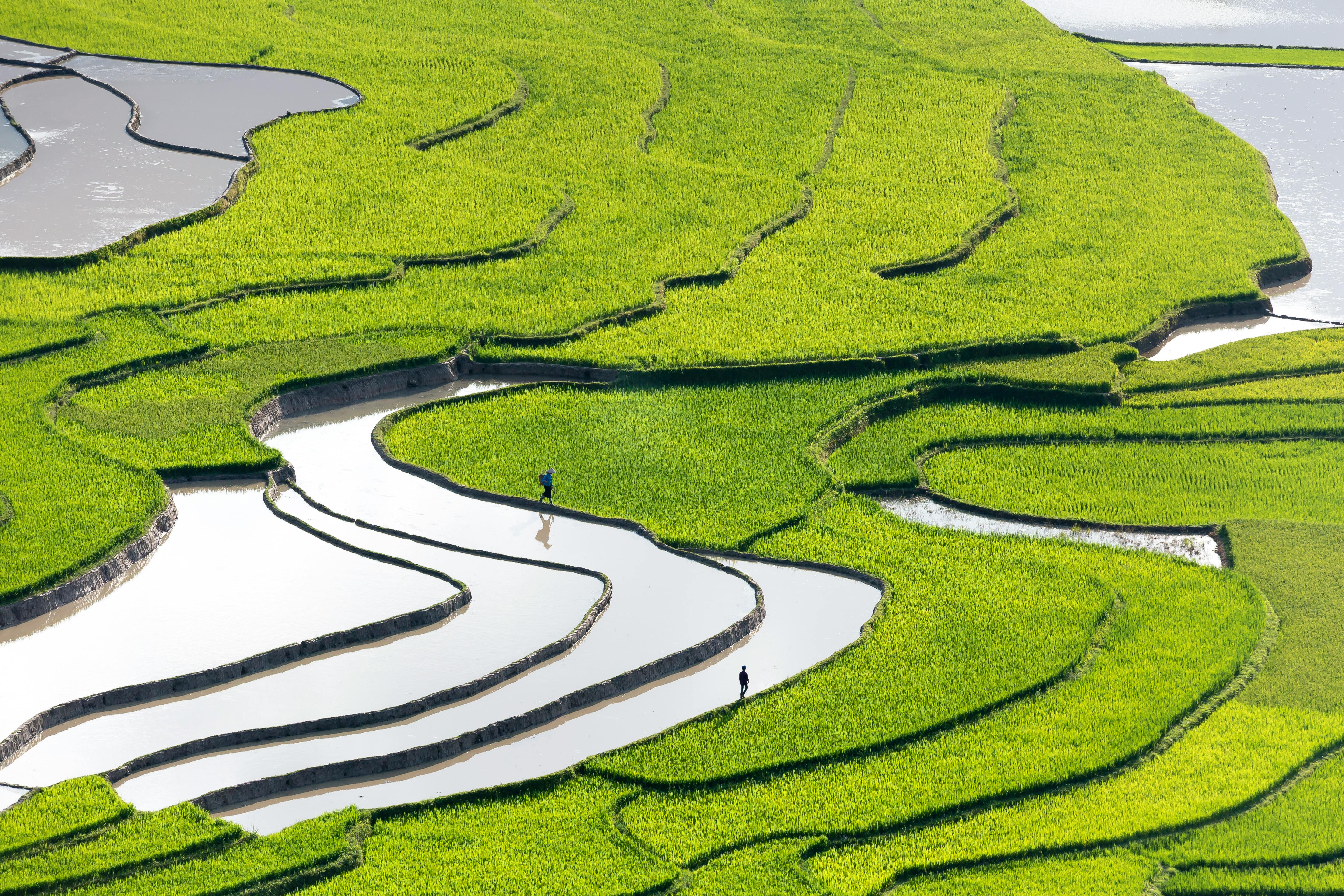People On Rice Field · Free Stock Photo