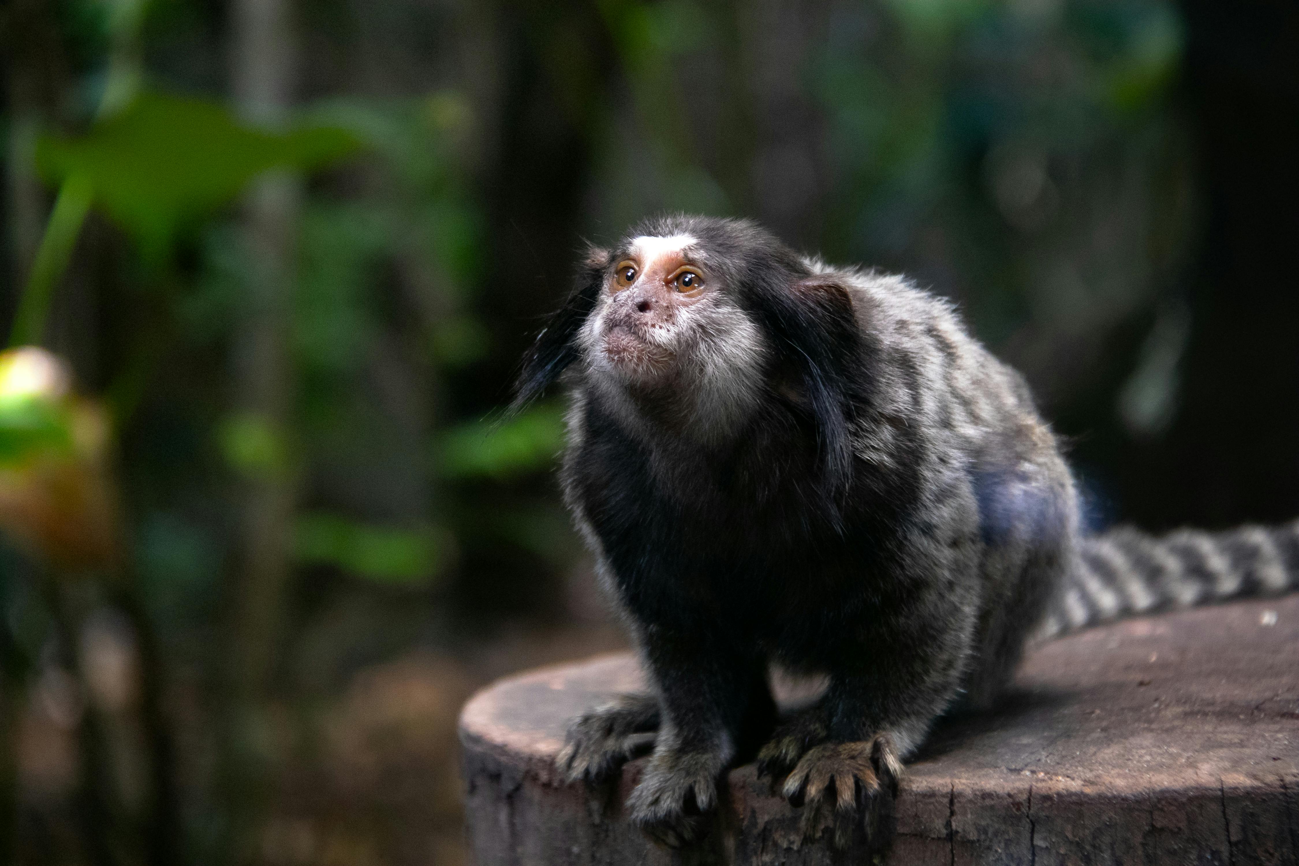 Marmoset Photo Photos, Download The BEST Free Marmoset Photo Stock ...