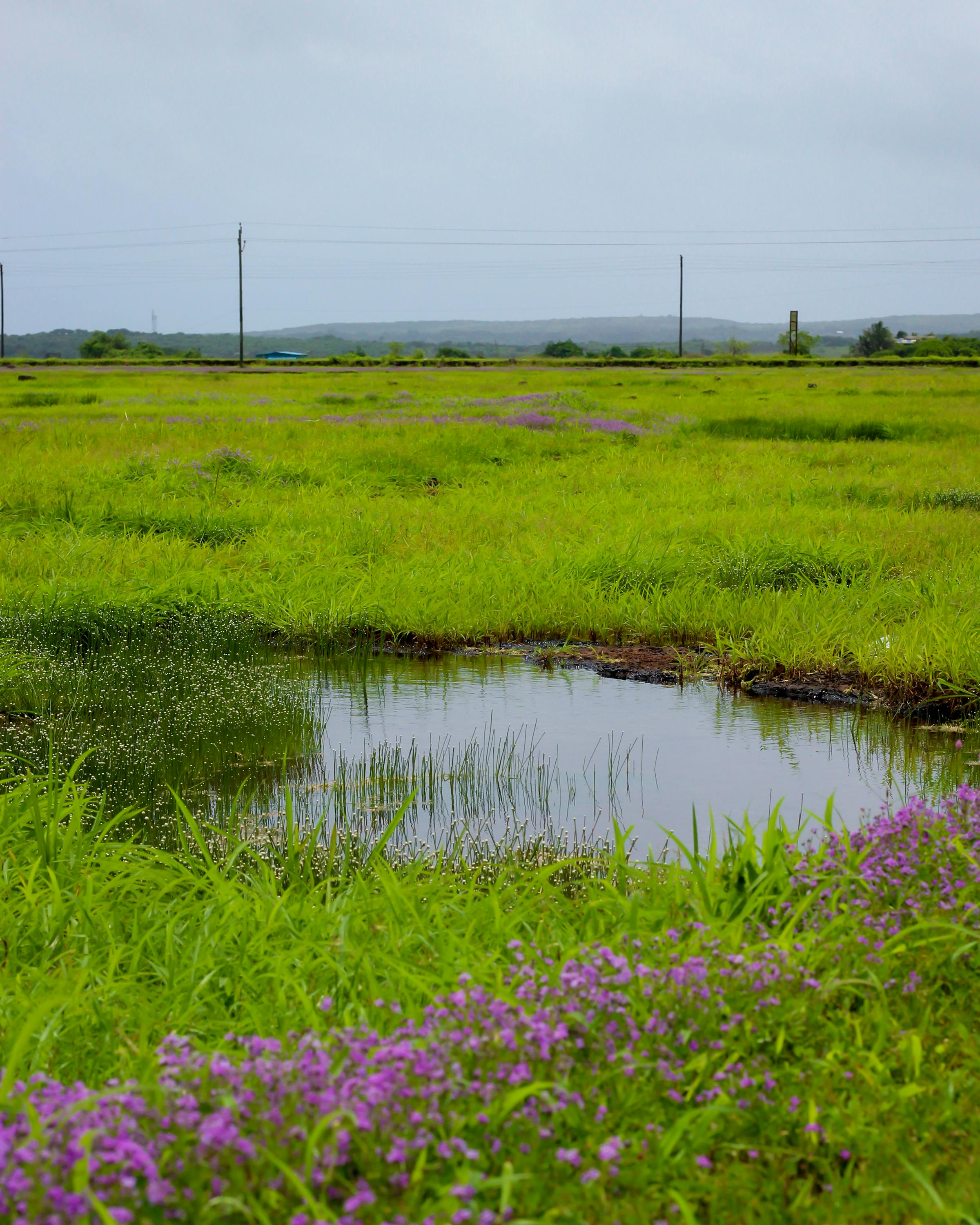 Swamp on a Meadow · Free Stock Photo