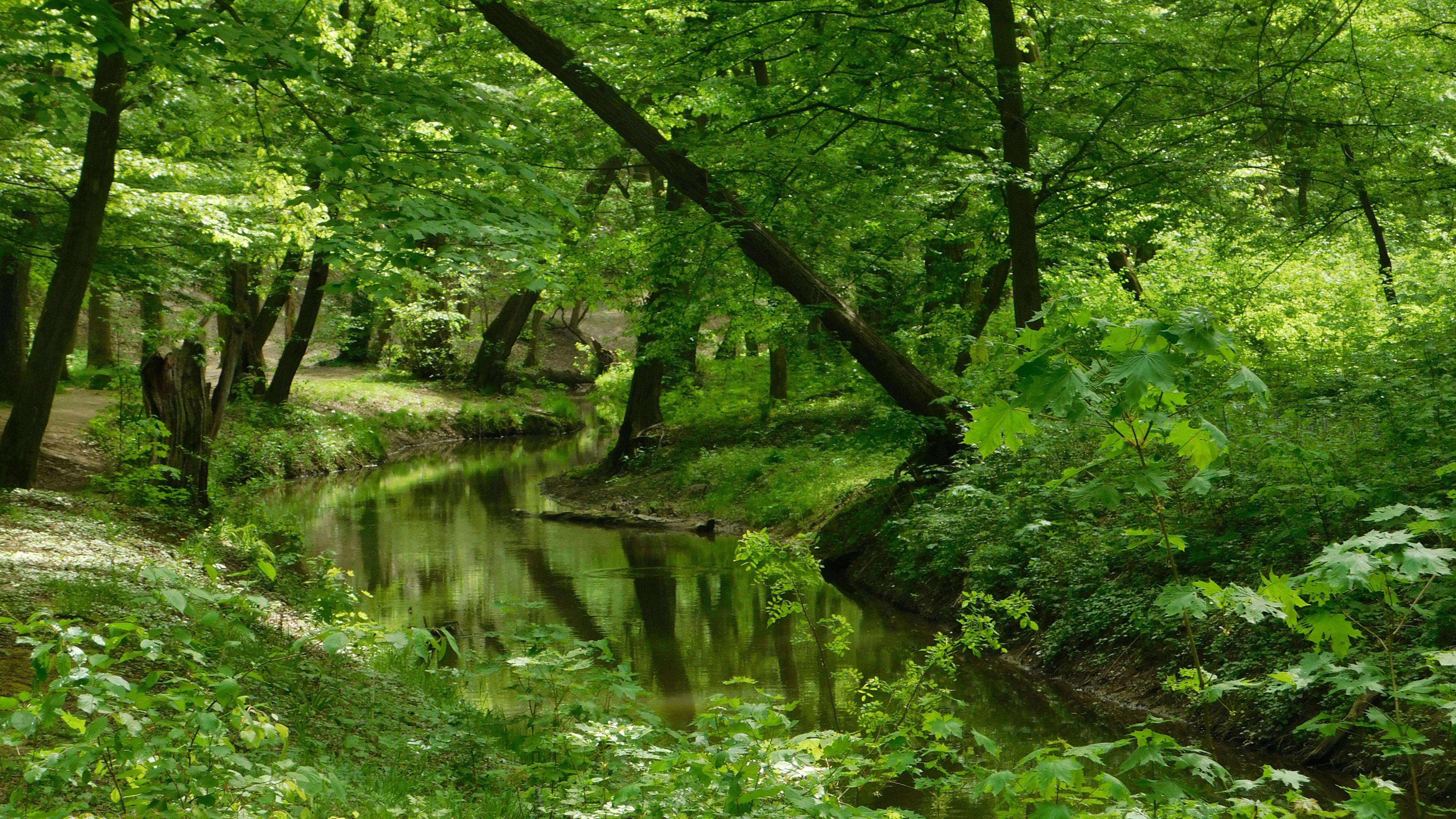 River in Green, Deep Forest · Free Stock Photo