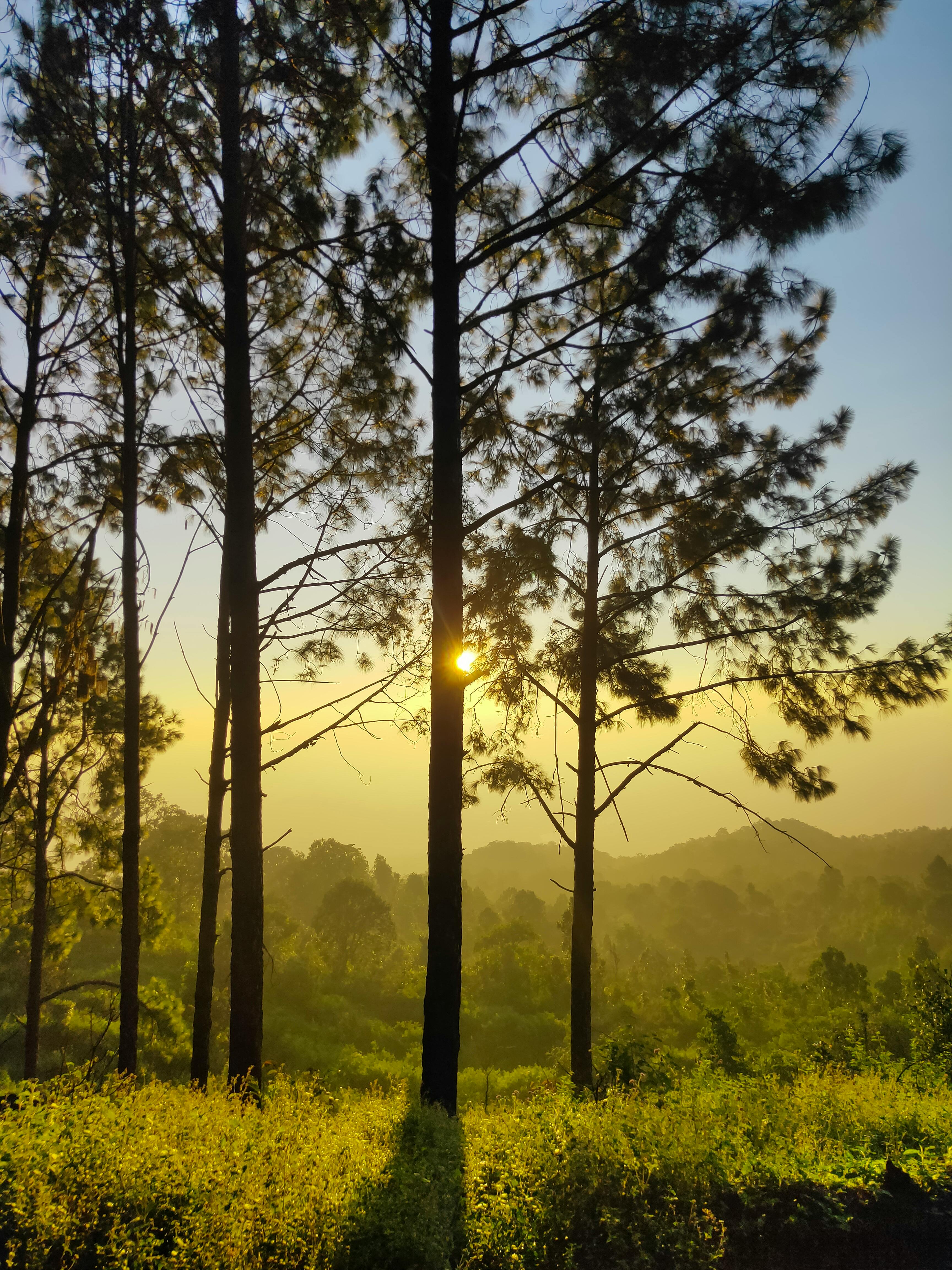 Trees in a Forest During Sunset · Free Stock Photo