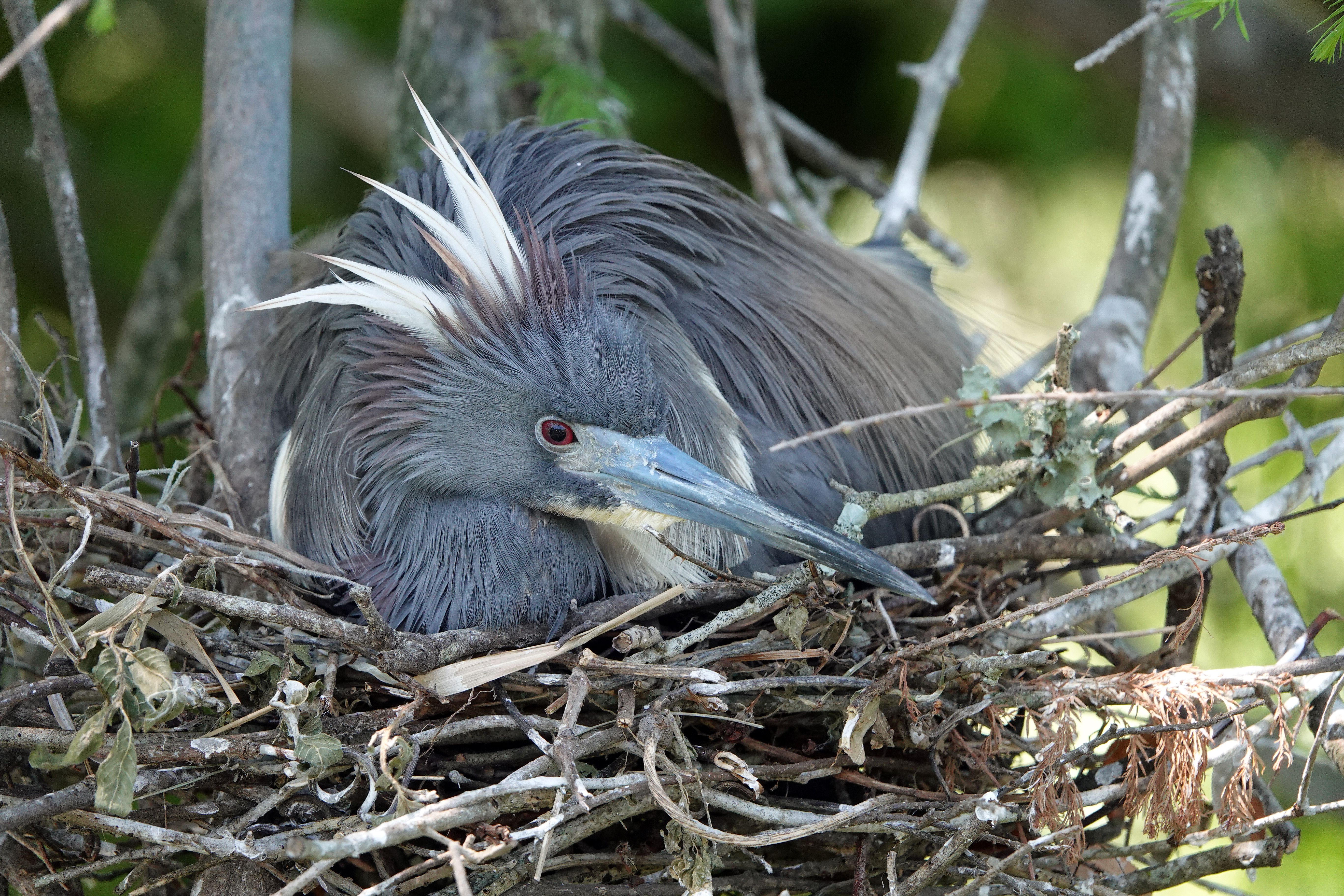 Heron Nest Photos, Download The BEST Free Heron Nest Stock Photos & HD ...