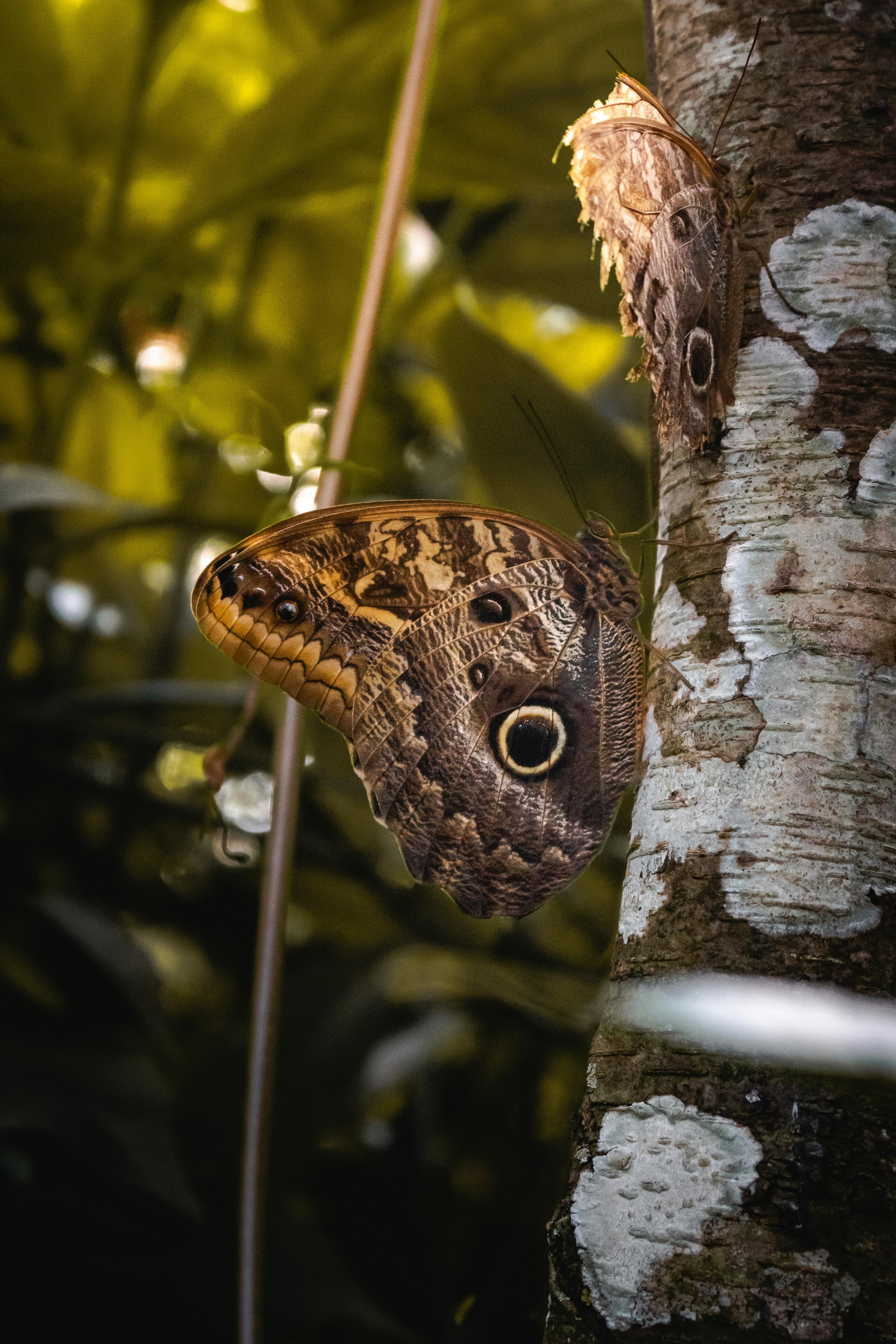Owl butterfly on tree branch · Free Stock Photo