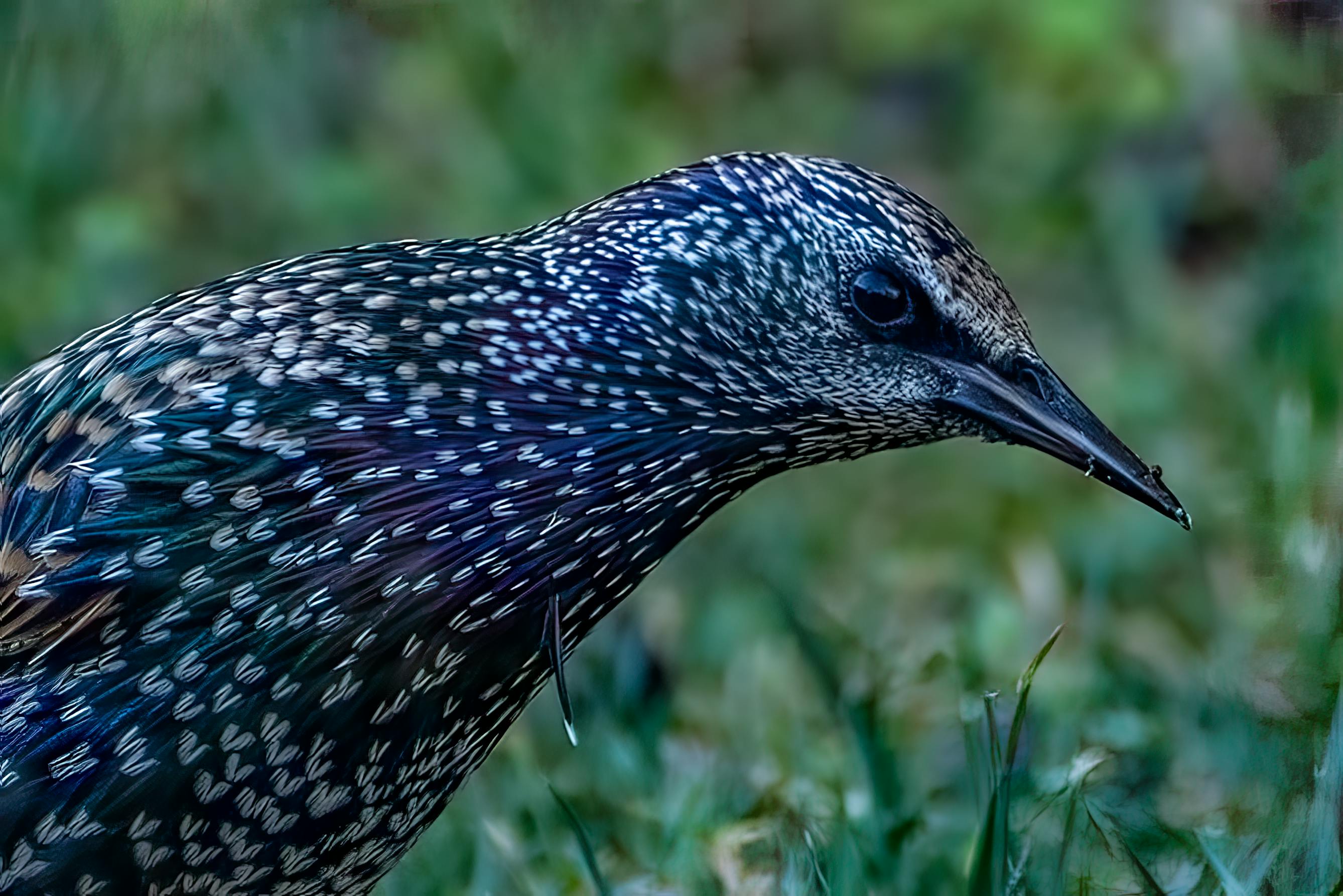 Fowel Photos, Download The BEST Free Fowel Stock Photos & HD Images