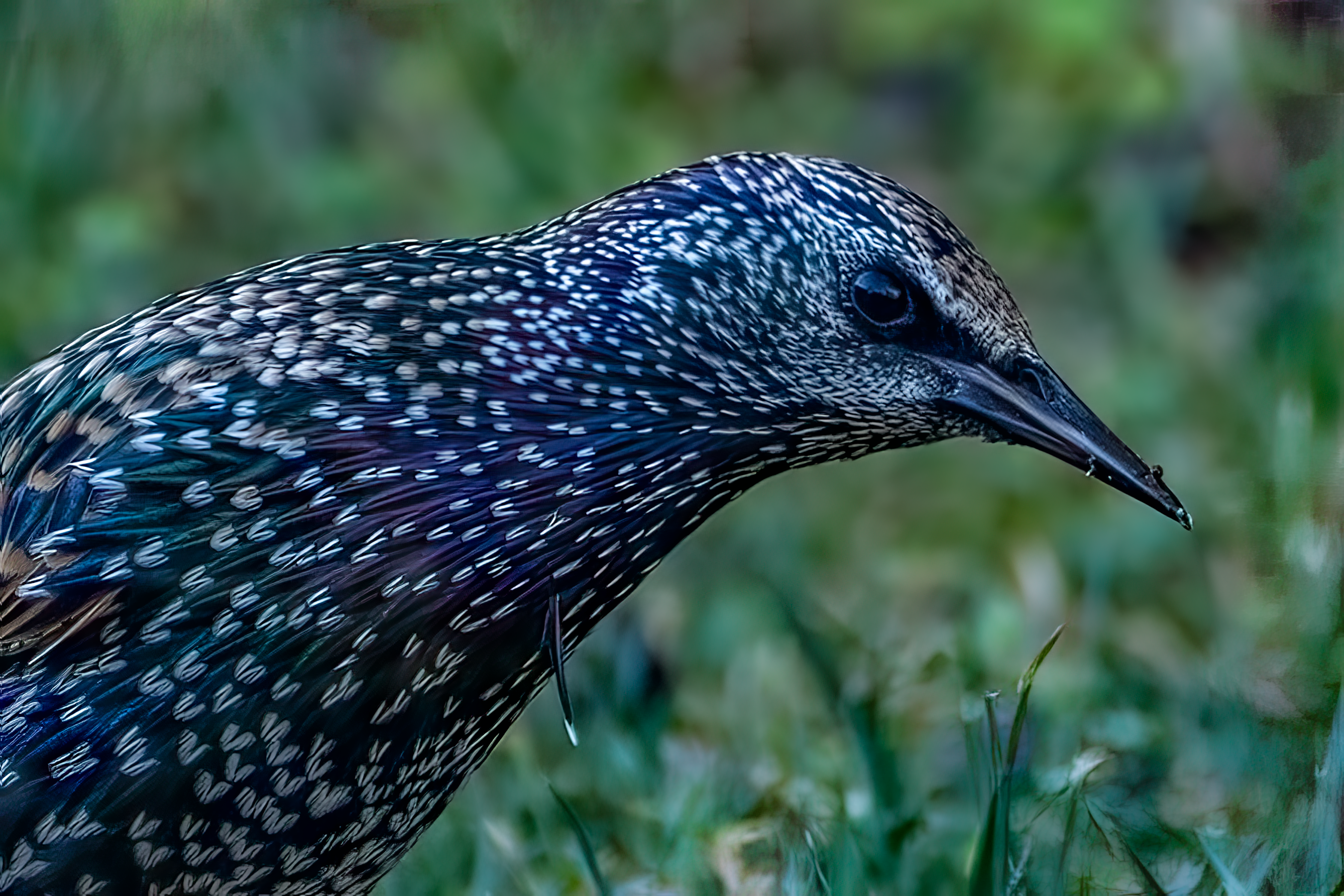Starling Plumage with Spots in Close Up · Free Stock Photo