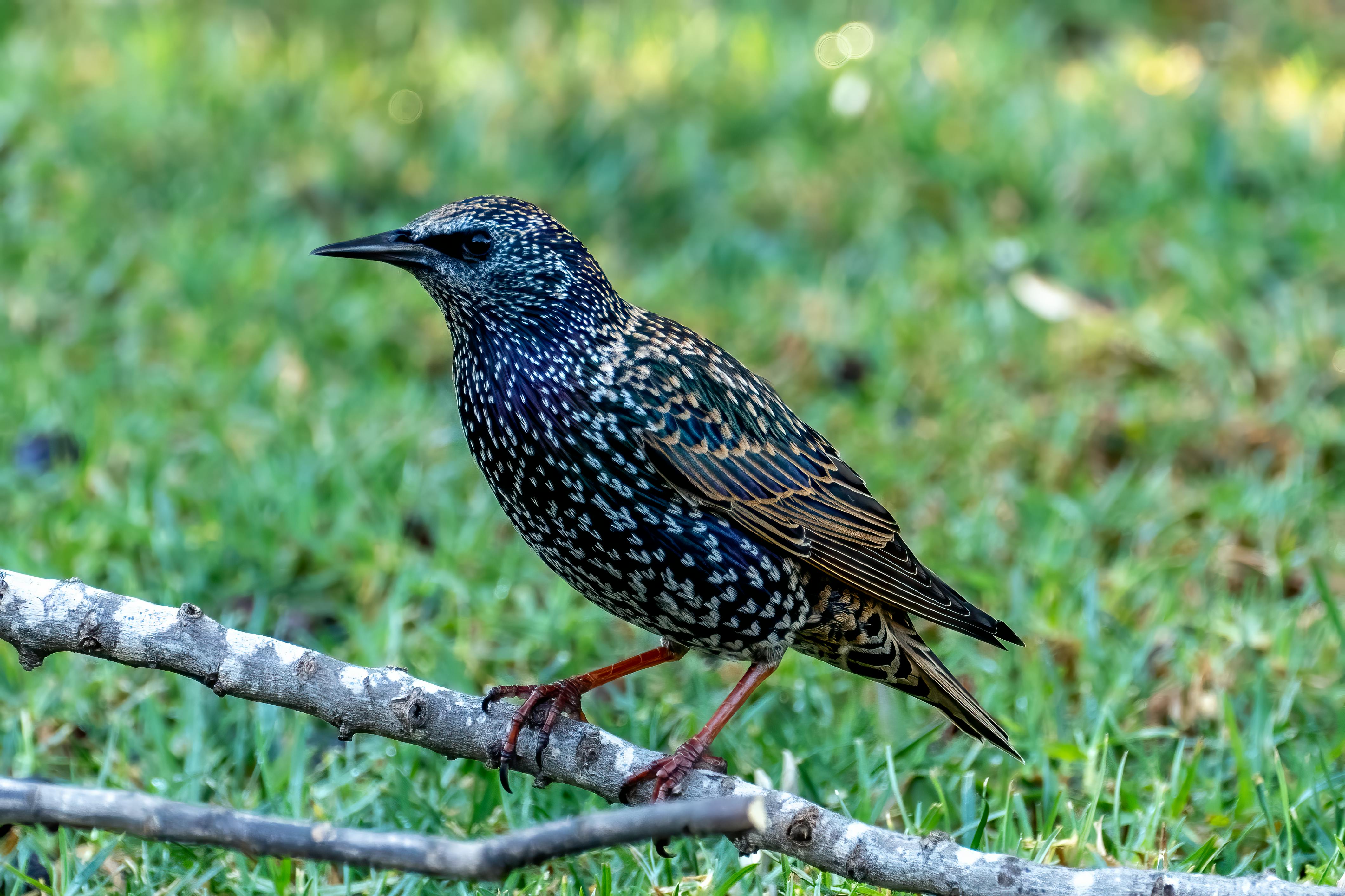 Fowel Photos, Download The BEST Free Fowel Stock Photos & HD Images