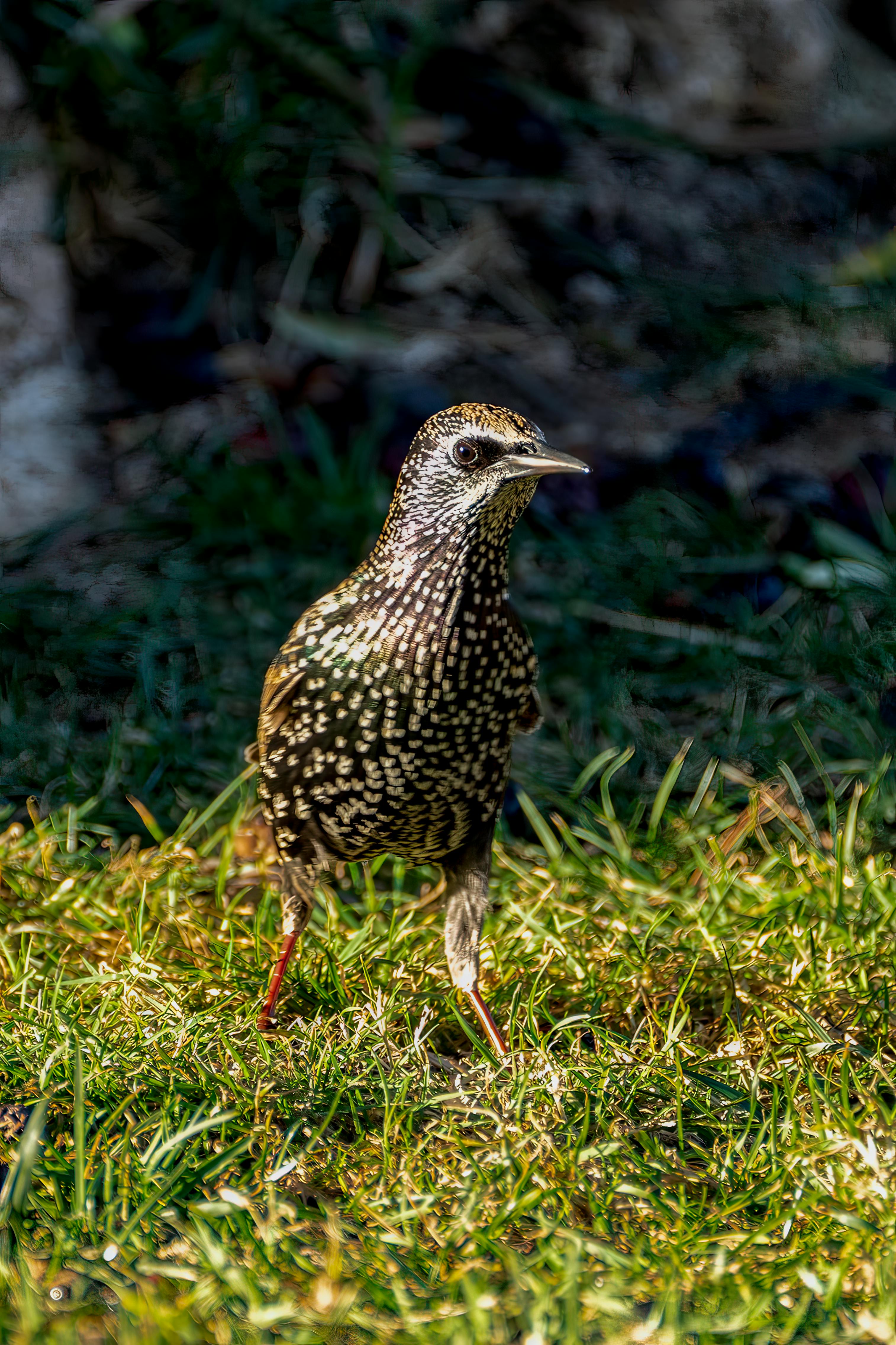 Starling with Spotted Plumage · Free Stock Photo