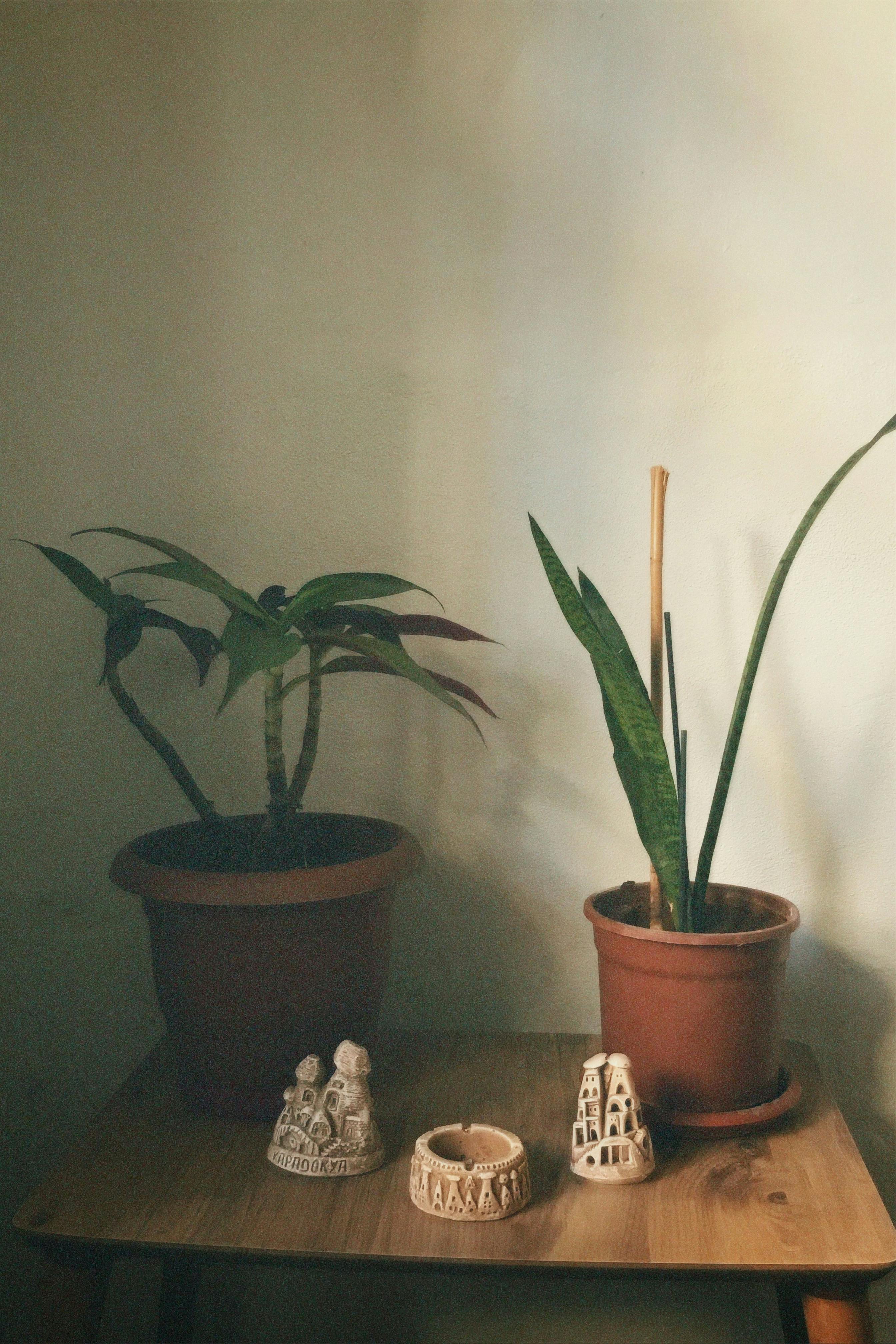 Pot Plants and Ceramic Objects · Free Stock Photo