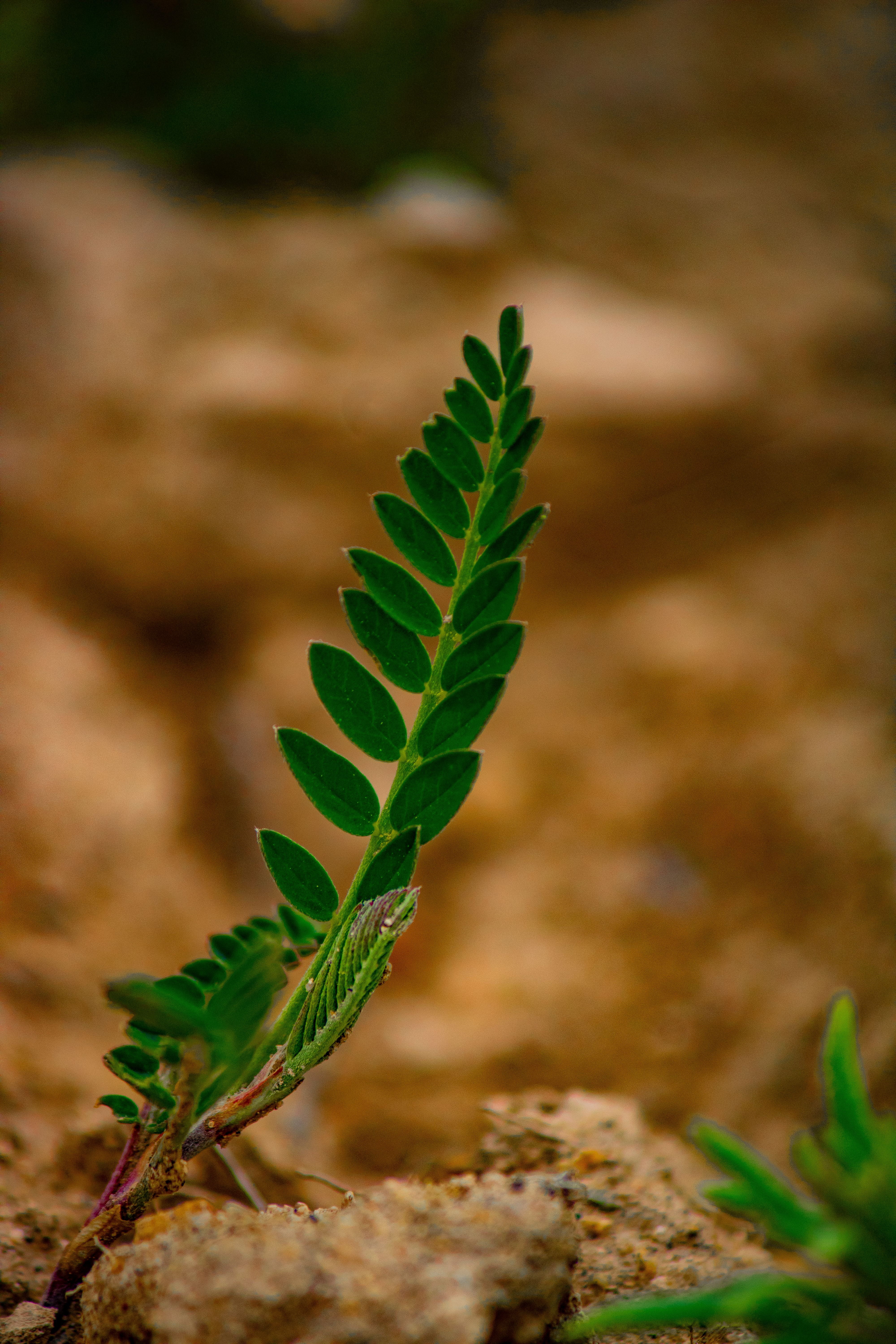 Fronds of Growing Plant · Free Stock Photo