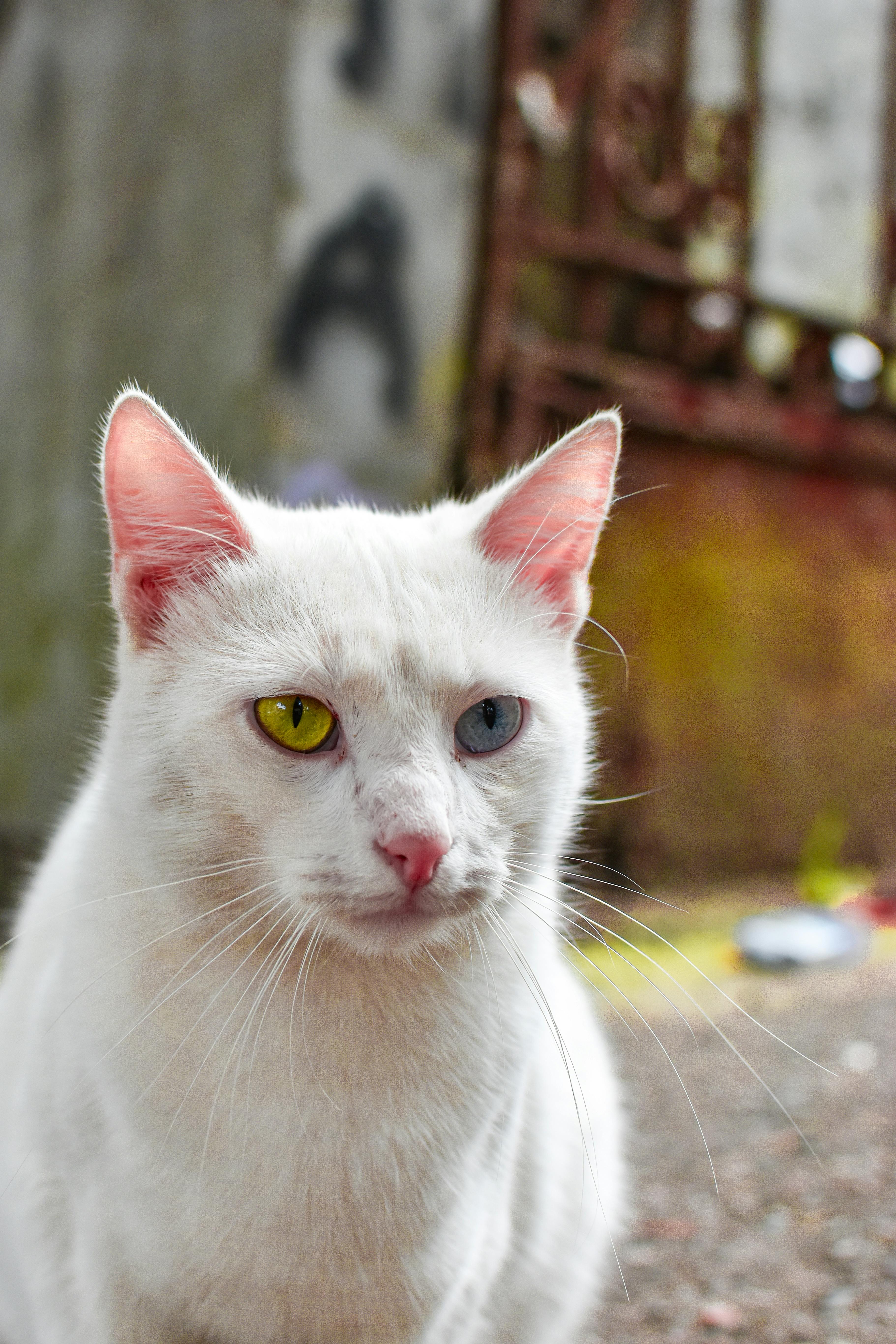 White Cat with Heterochromia · Free Stock Photo