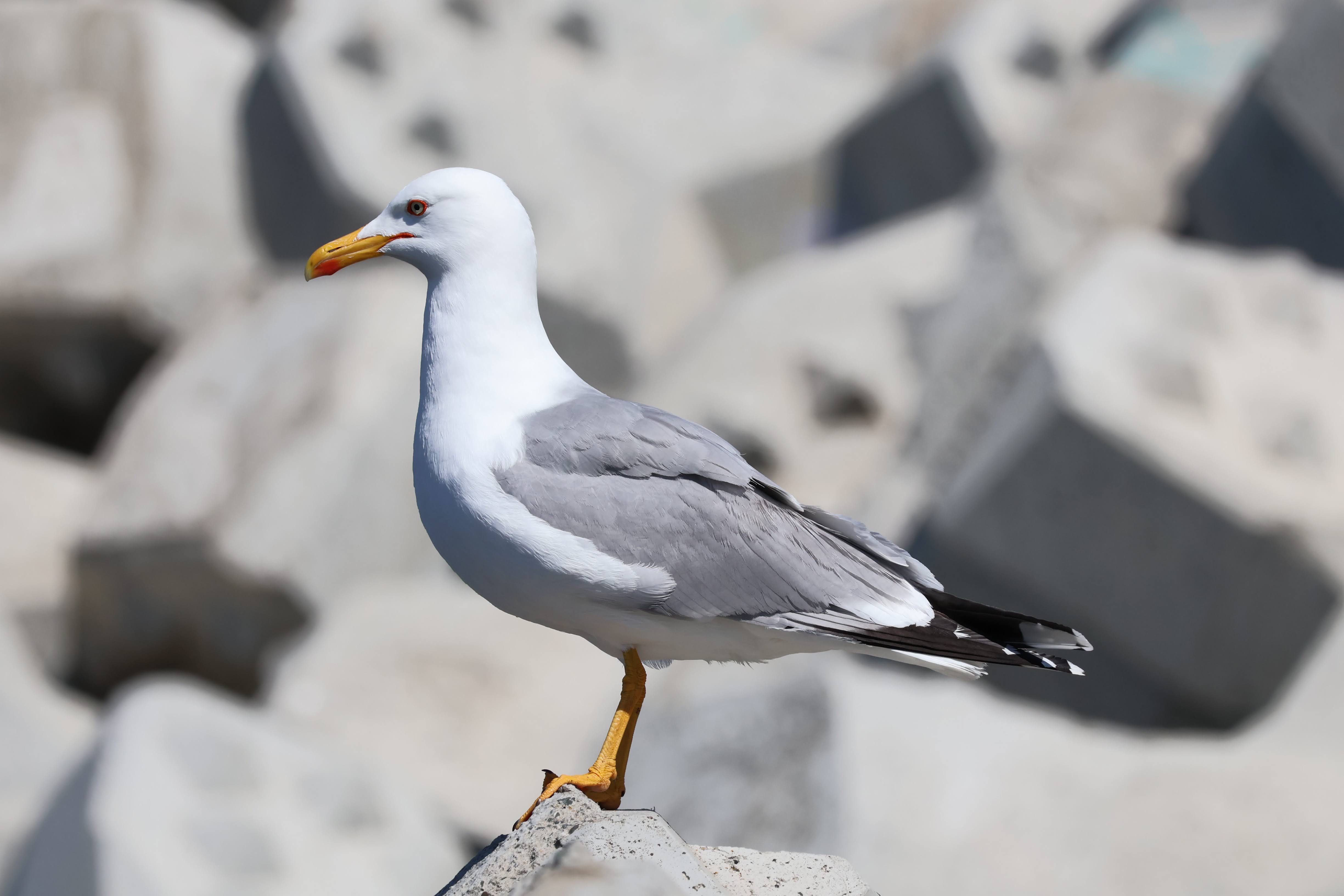 Seagull on Stone · Free Stock Photo