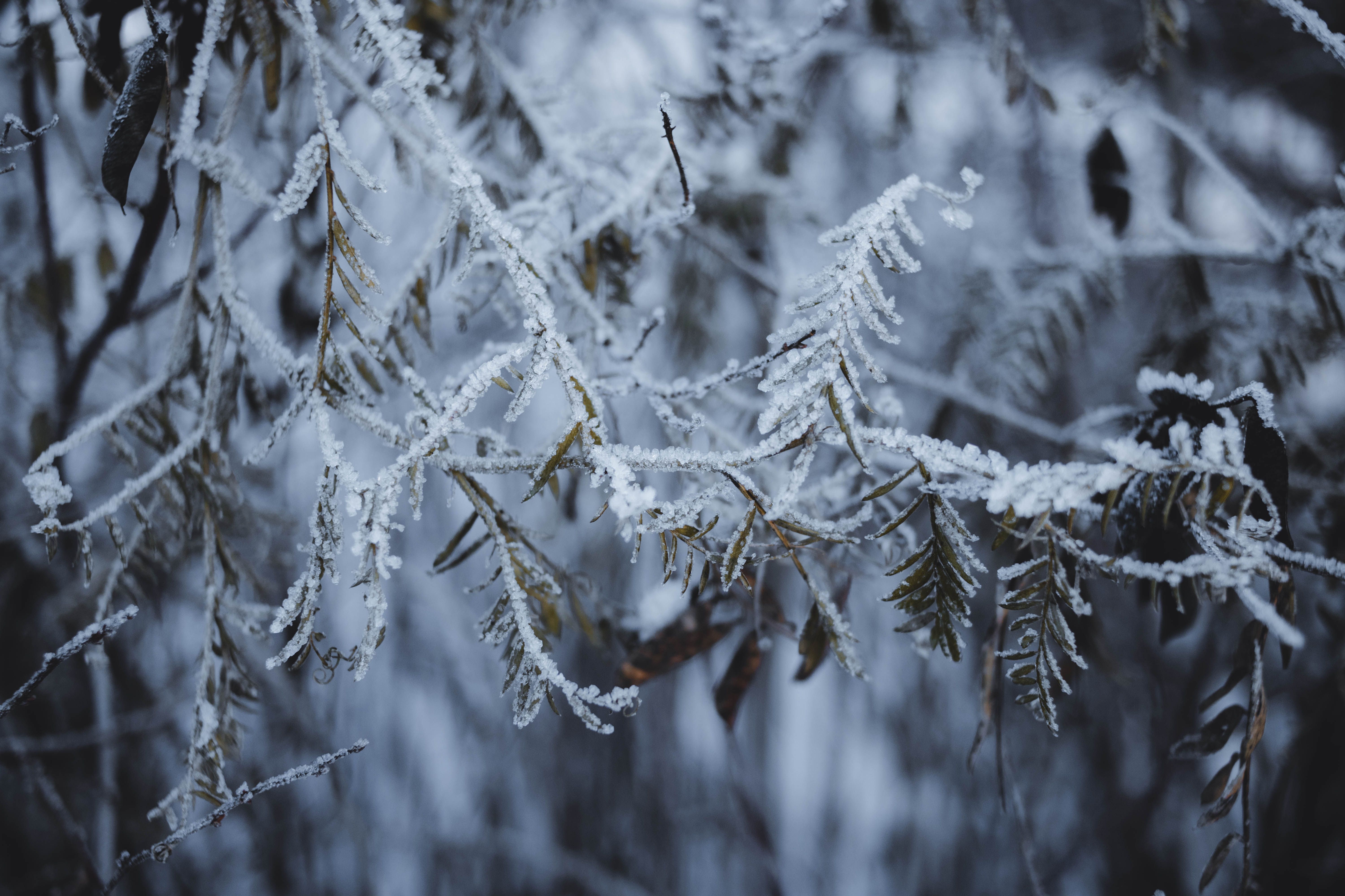 Tree Branches Covered in Ice · Free Stock Photo