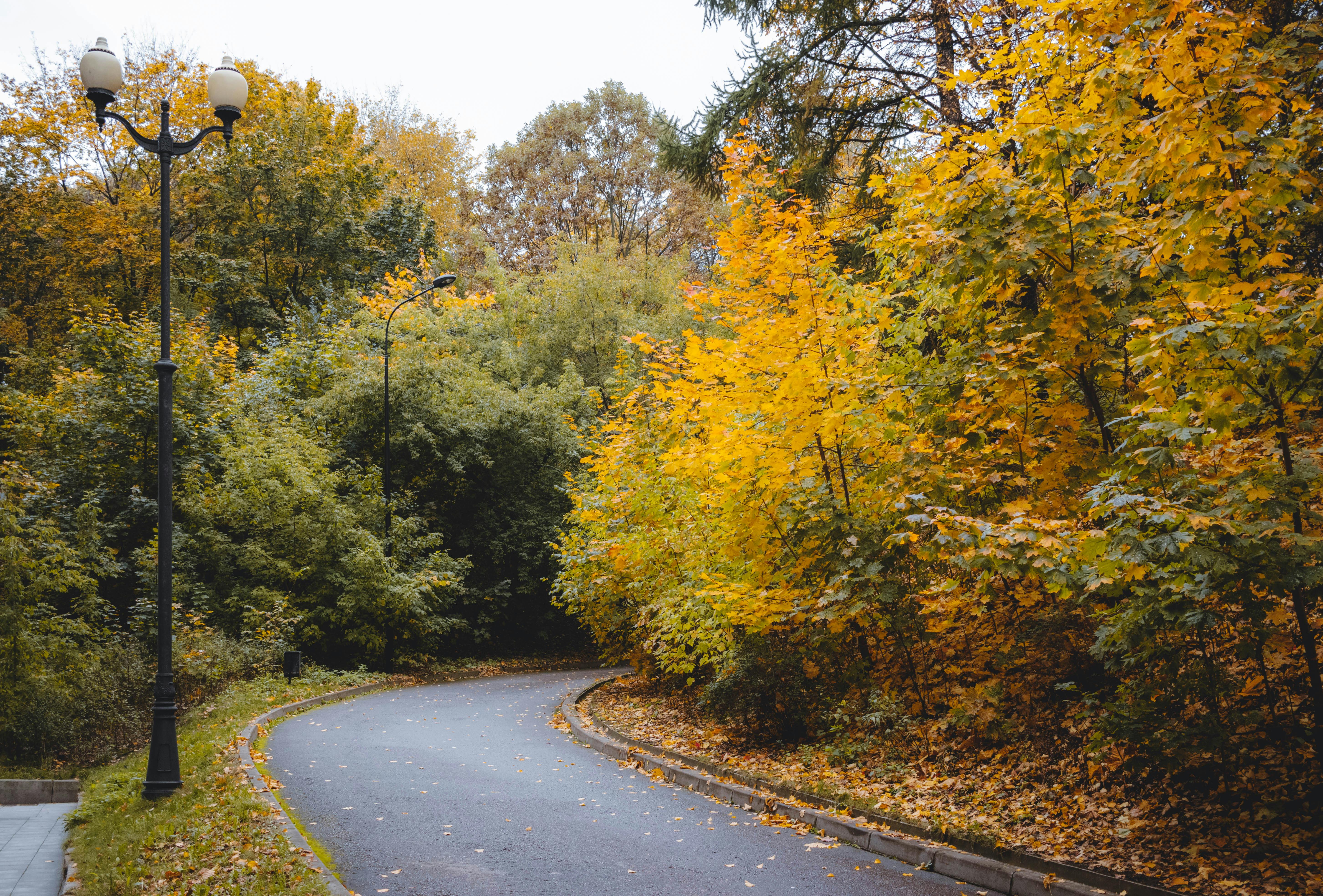 Sepia Photography of Asphalt Road in Between Trees · Free Stock Photo