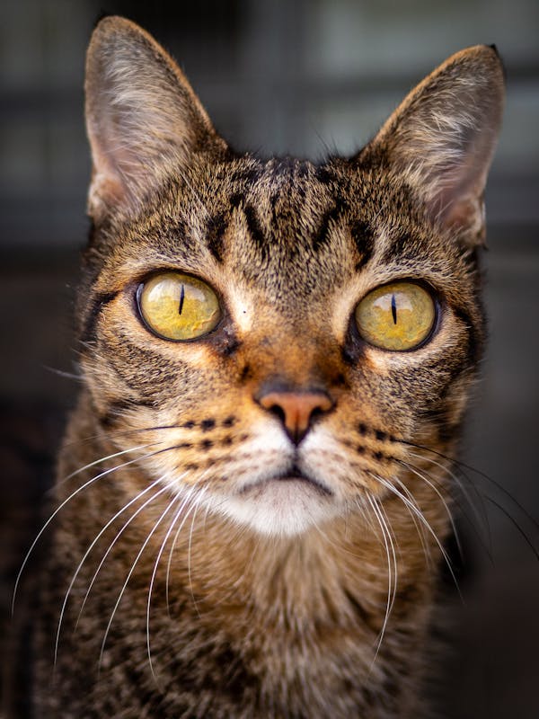 Tabby Cat Photos, Download The BEST Free Tabby Cat Stock Photos & HD Images