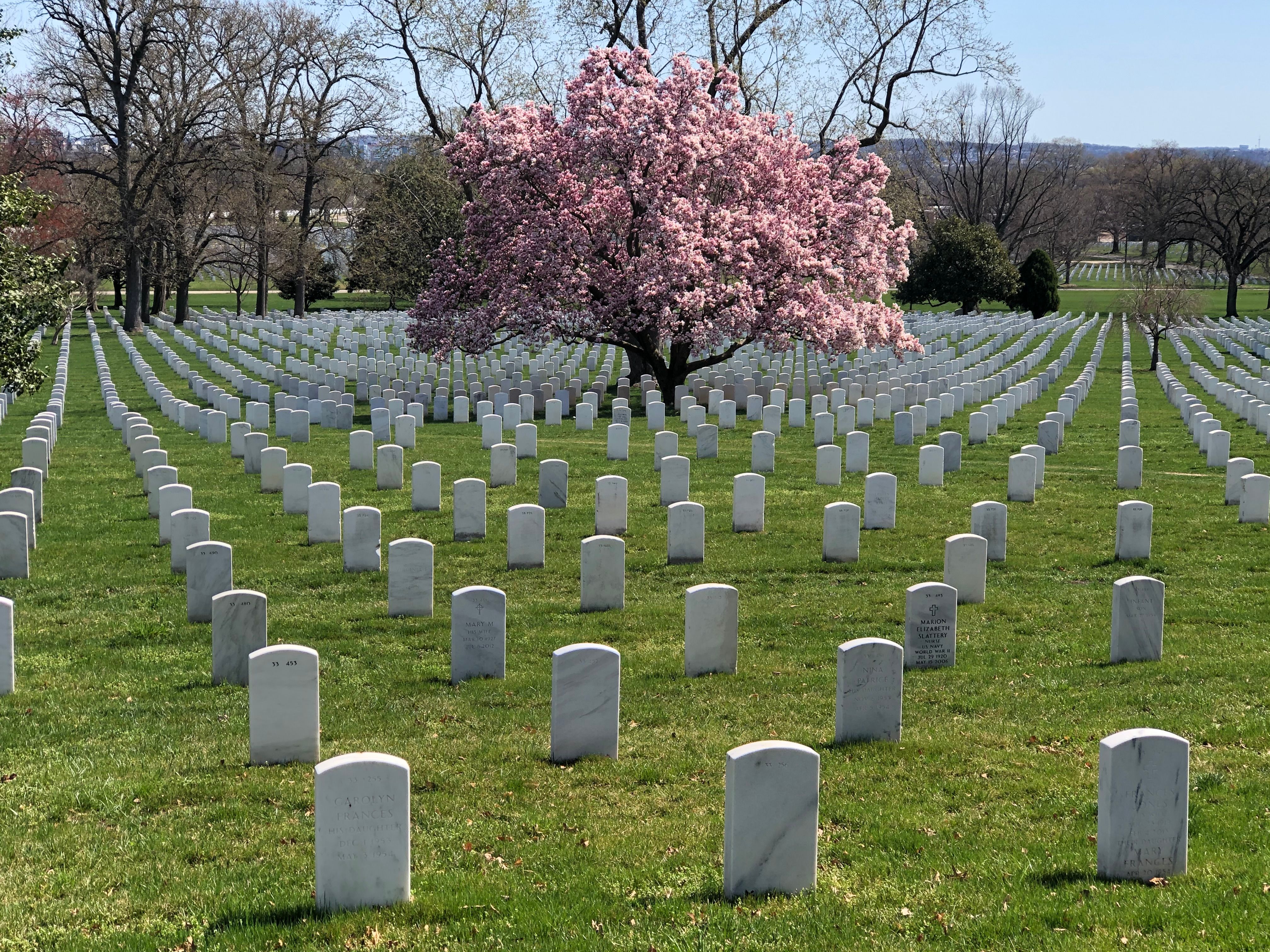 Cherry Blossom Tree on Graveyard · Free Stock Photo