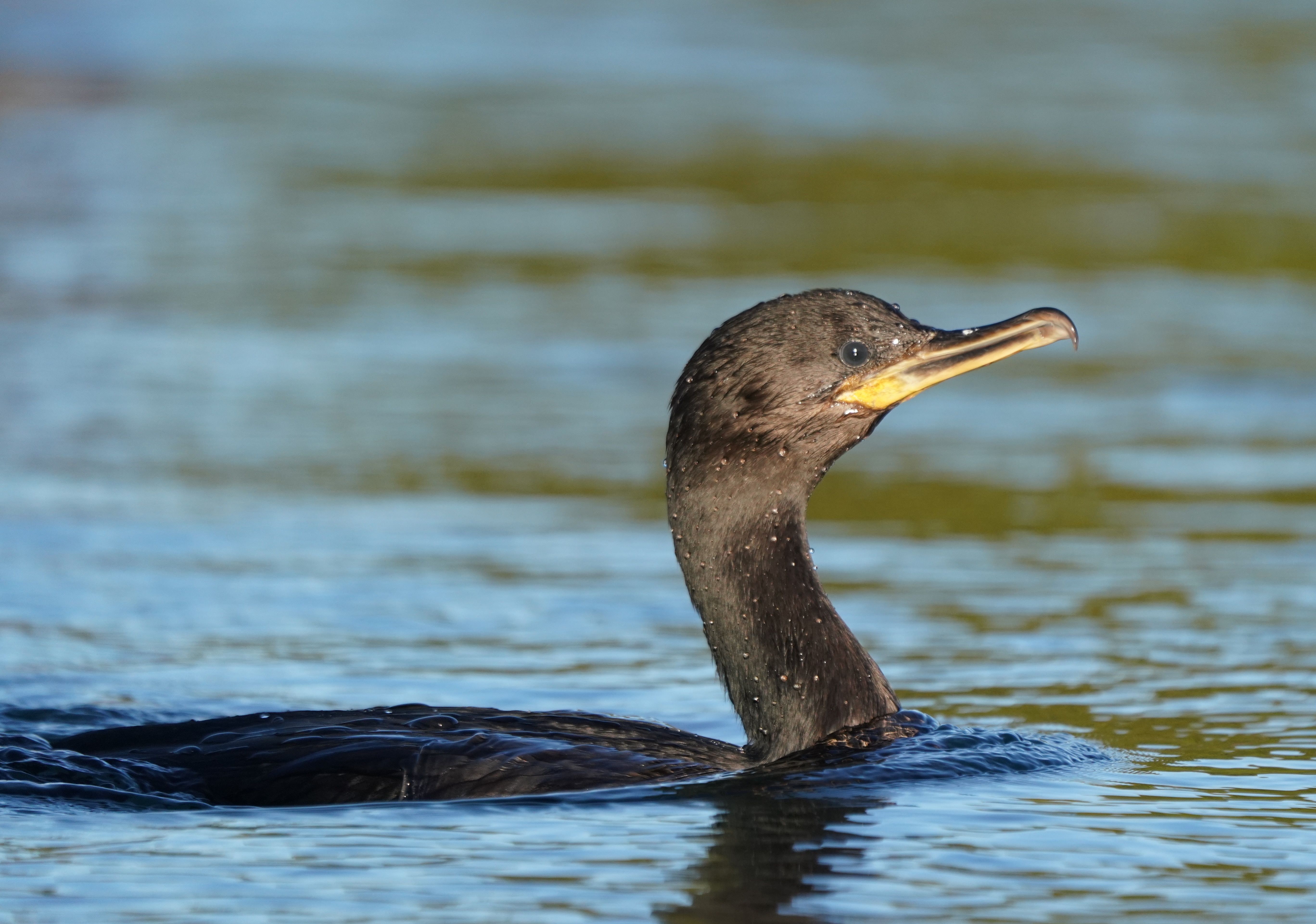 Cormorant Bird Swimming in Lake · Free Stock Photo