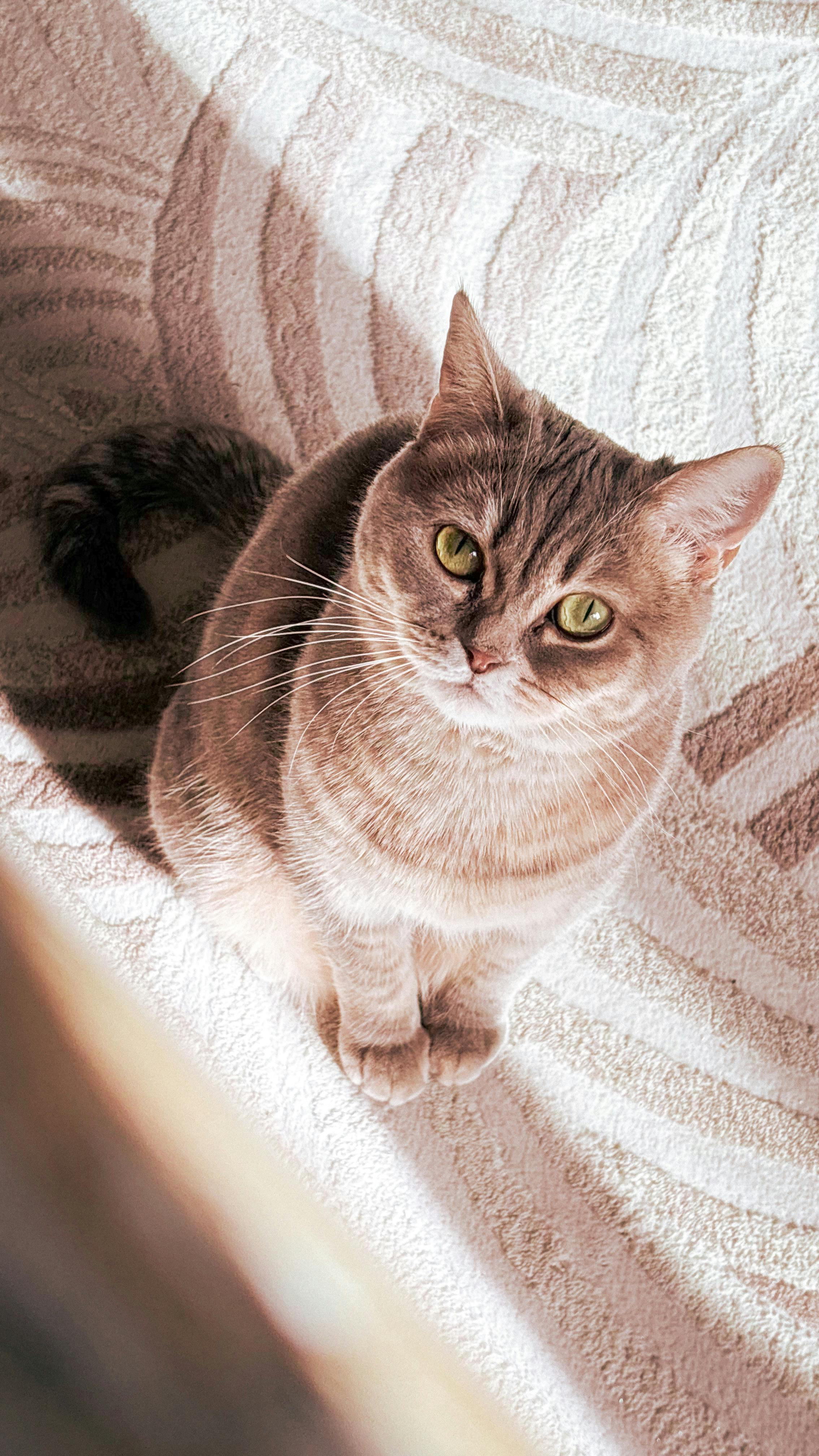 Pet Sitting Photos, Download The BEST Free Pet Sitting Stock Photos ...