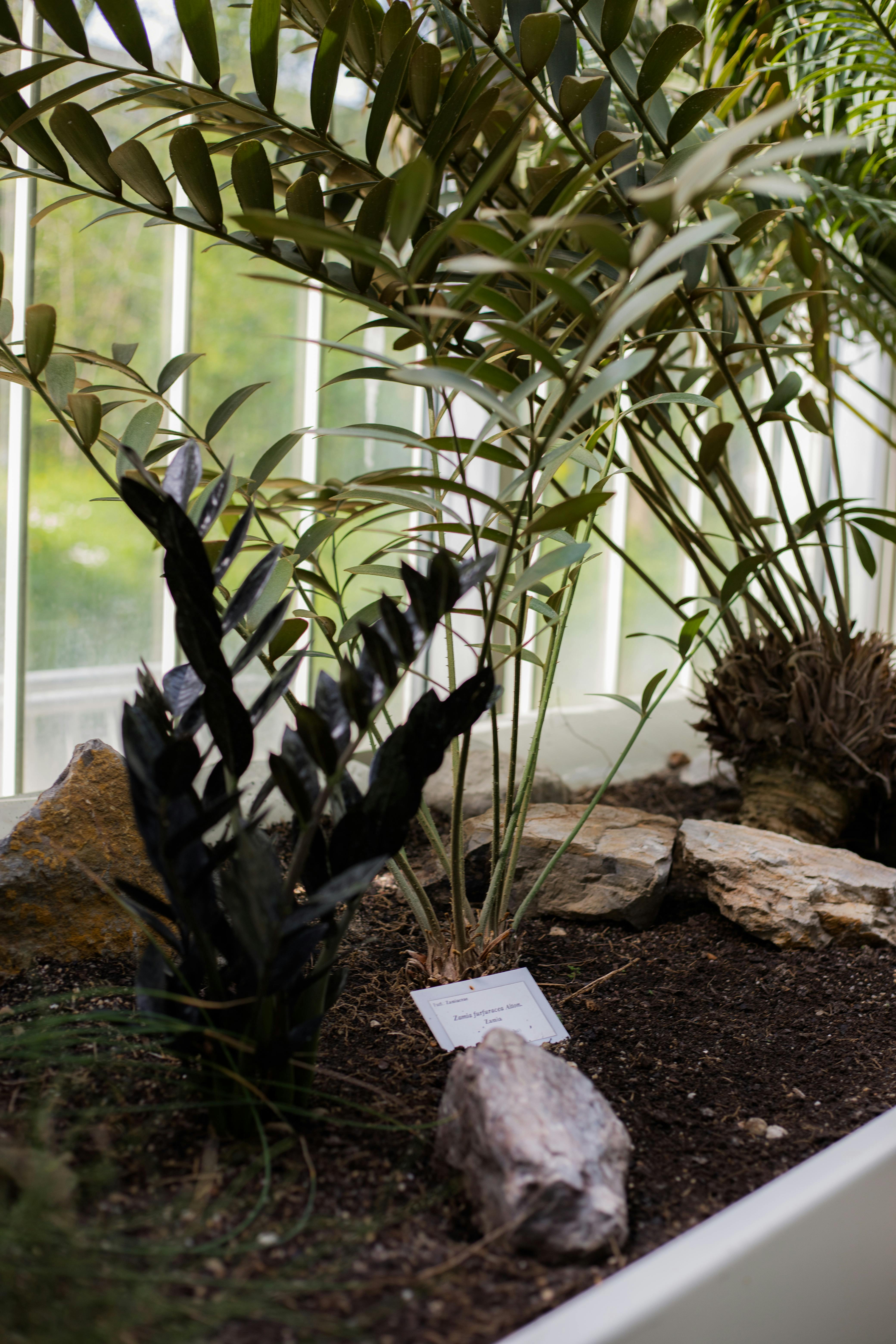 Botanical Garden "Jevremovac" (Belgrade, Serbia) (Jovan Vasiljević ...