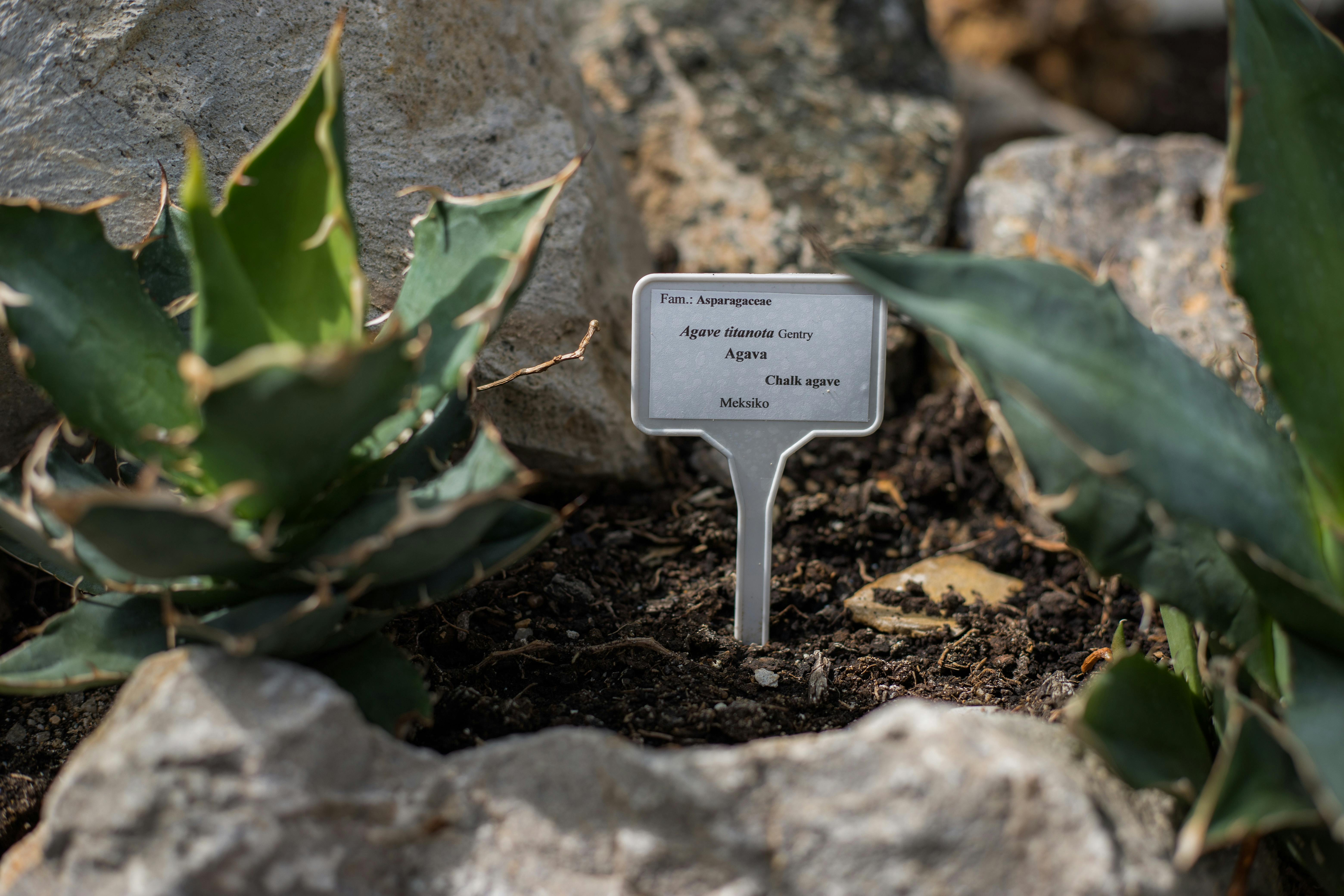Botanical Garden "Jevremovac" (Belgrade, Serbia) (Jovan Vasiljević ...