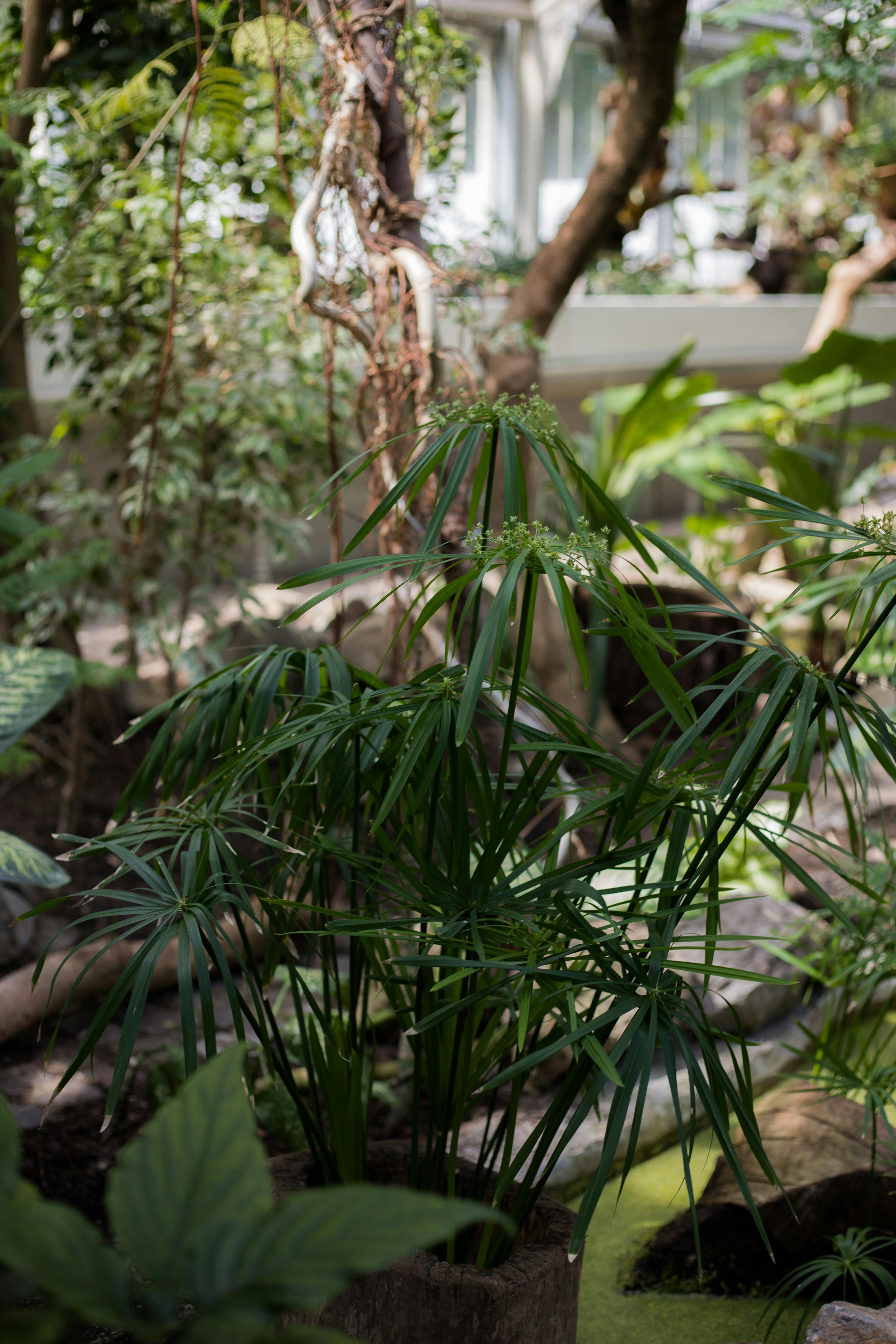 Green Plants in Botanical Garden · Free Stock Photo