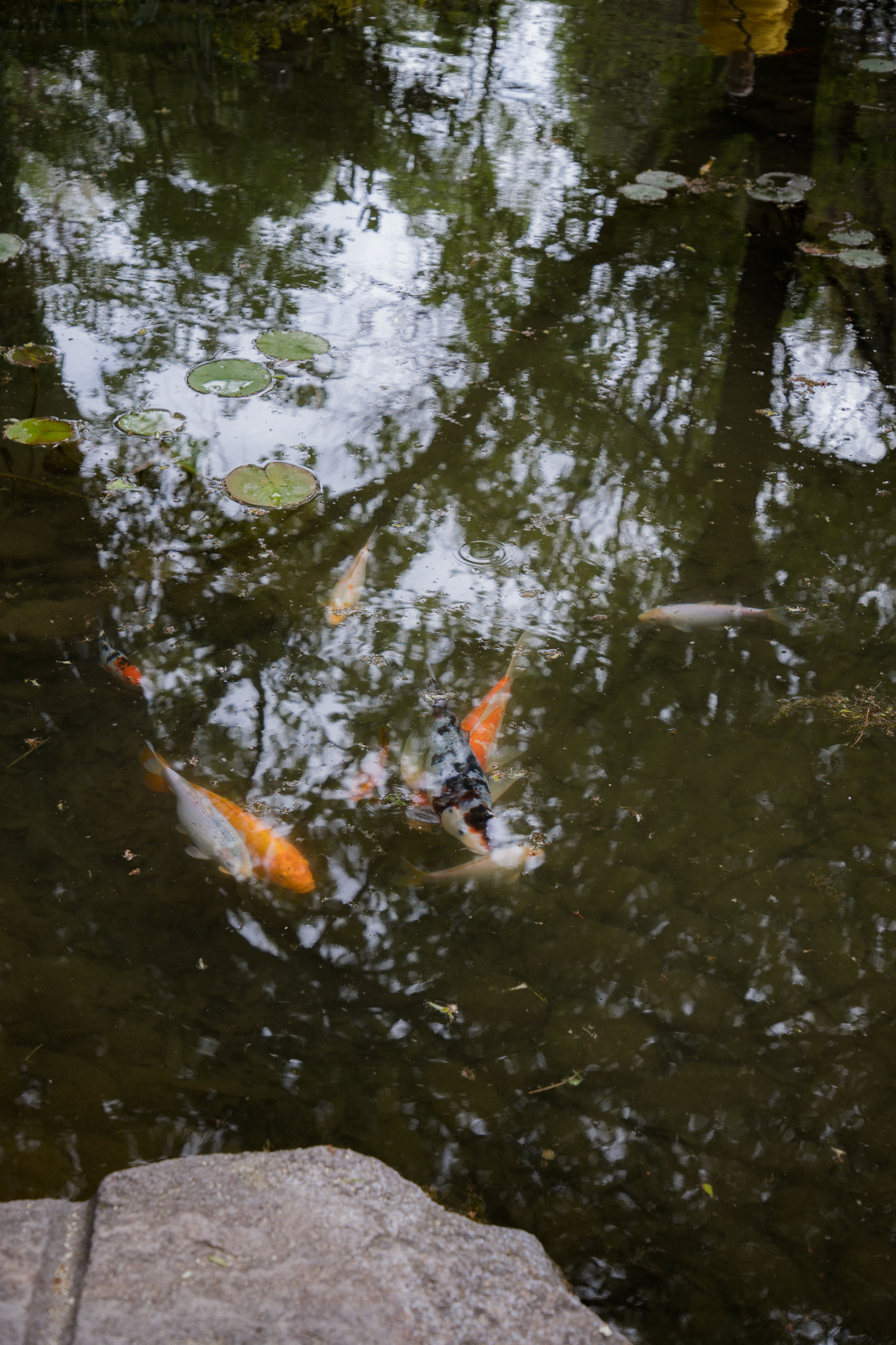 Gigs Quiet Koi Photos, Download The BEST Free Gigs Quiet Koi Stock ...
