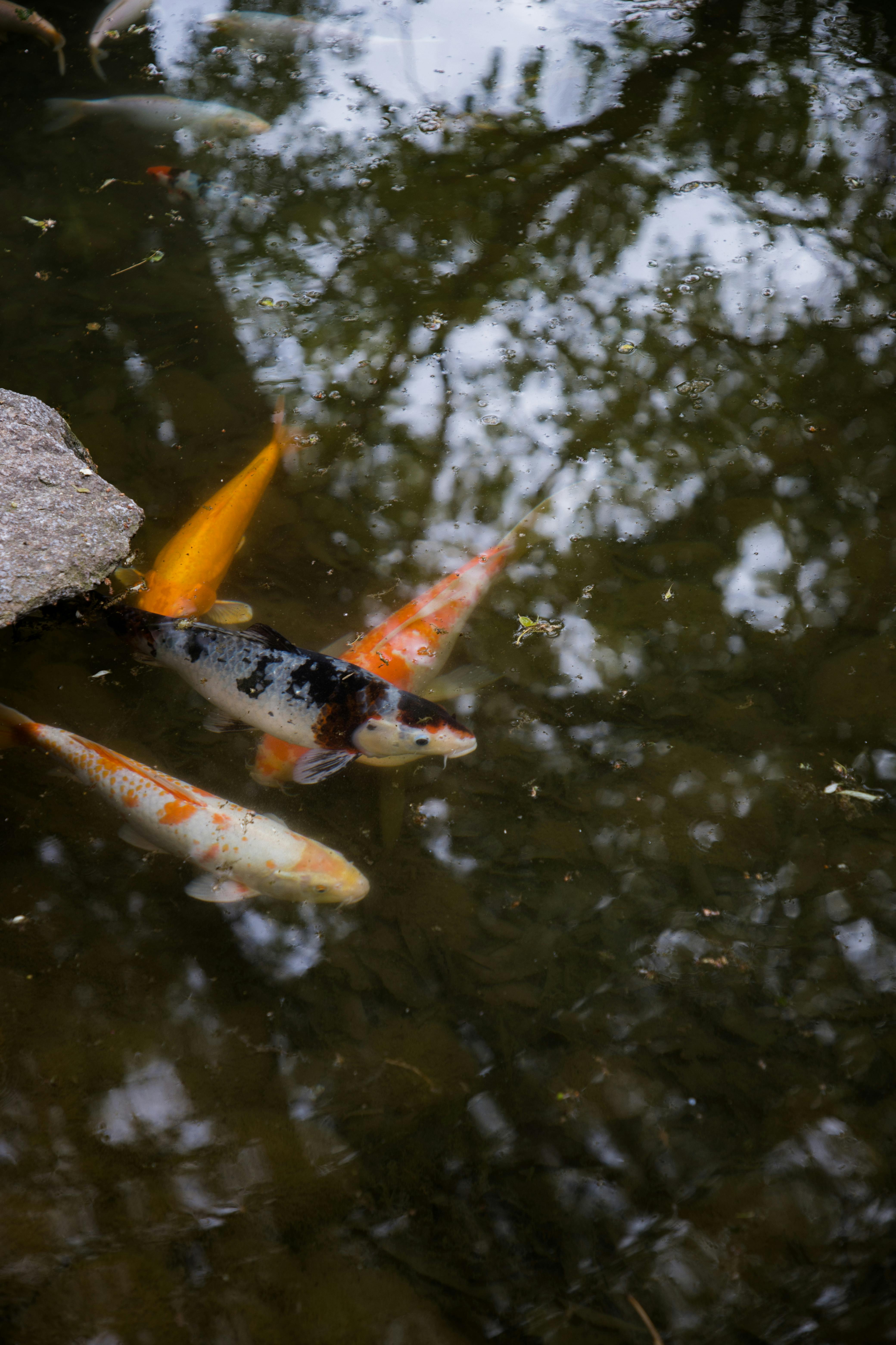 Vibrant Yellow Koi Fish Swimming in Serene Pond · Free Stock Photo