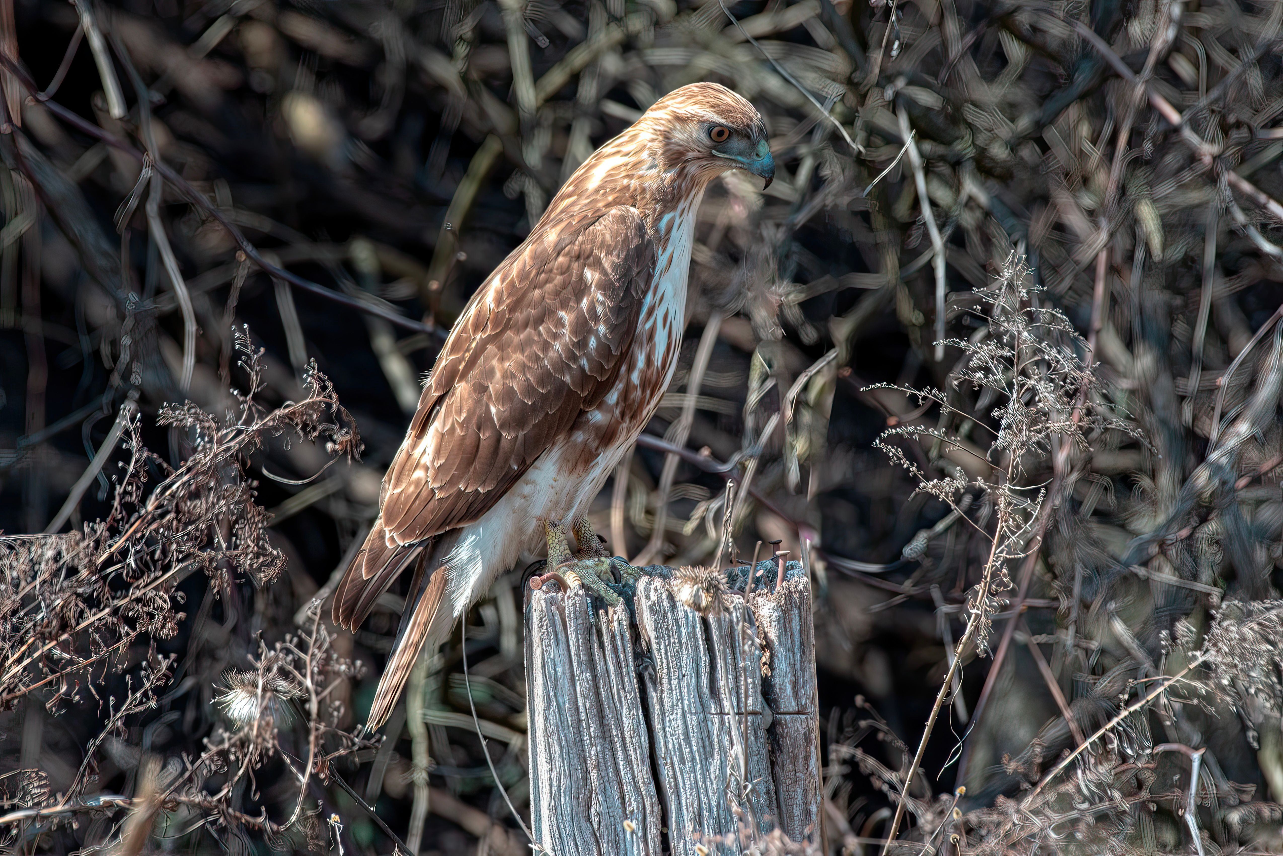 red tail hawk · Free Stock Photo