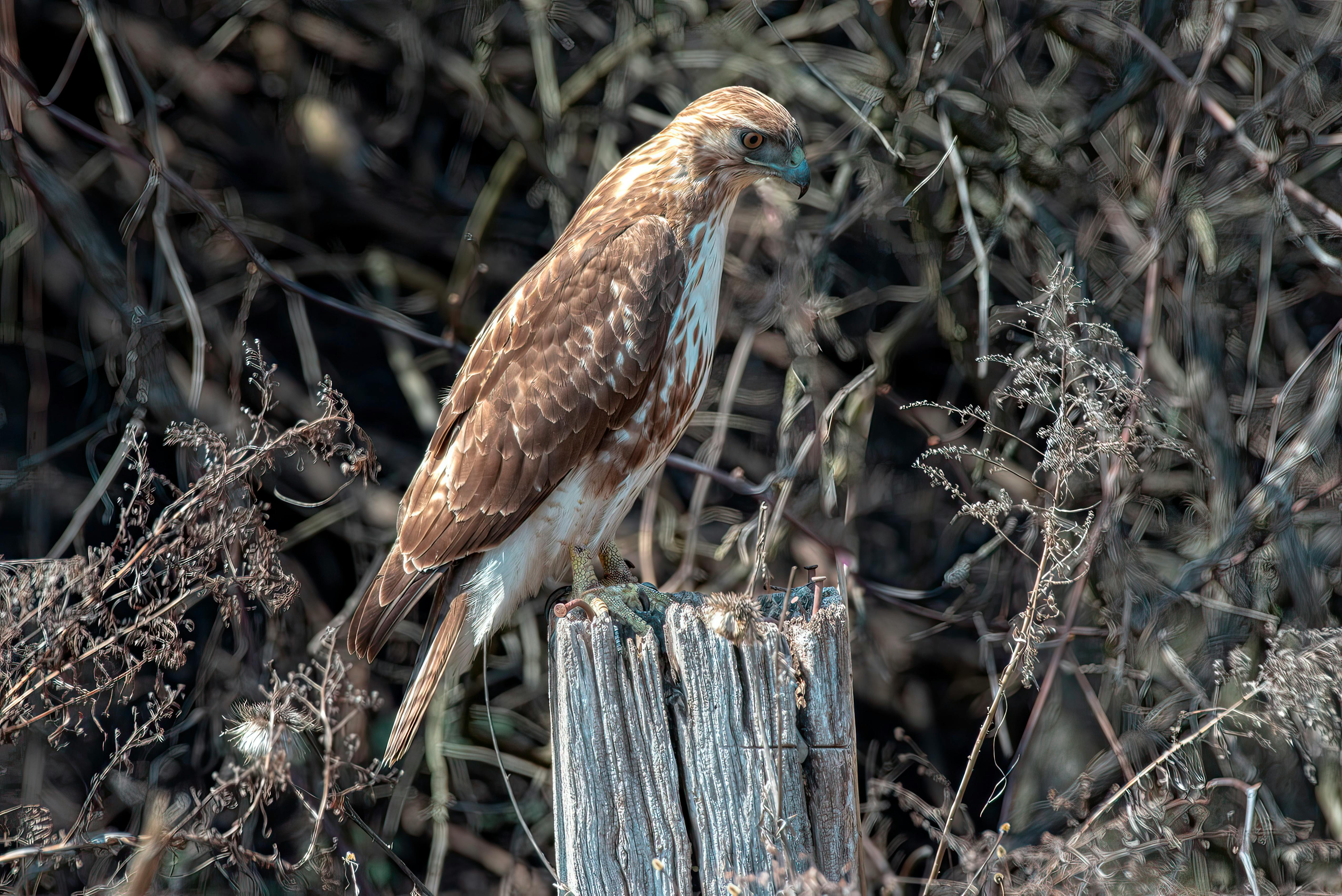 Foto stok gratis tentang alam, alami, bangsa burung, bertengger ...