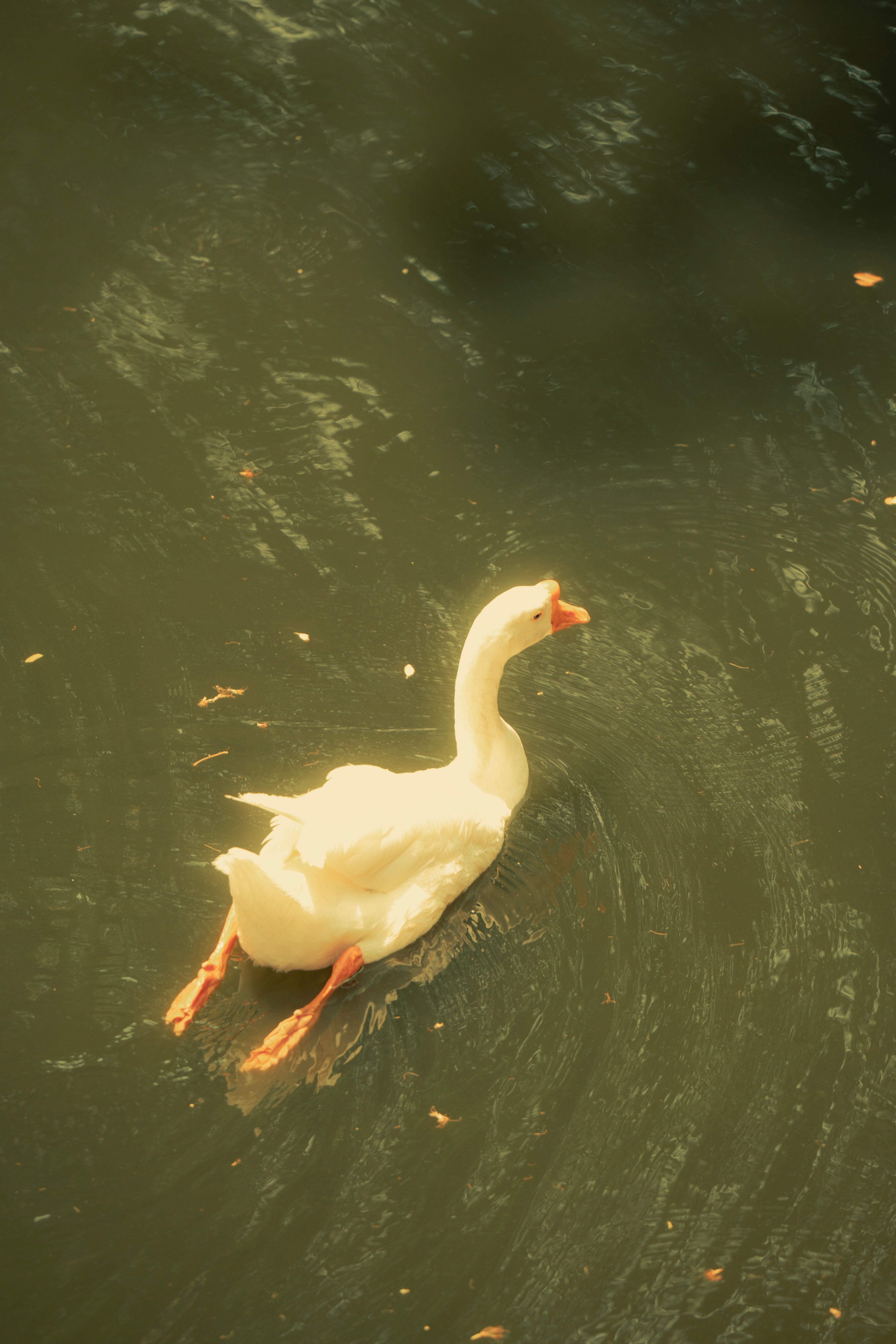 Adorable Goose Swimming in Water · Free Stock Photo