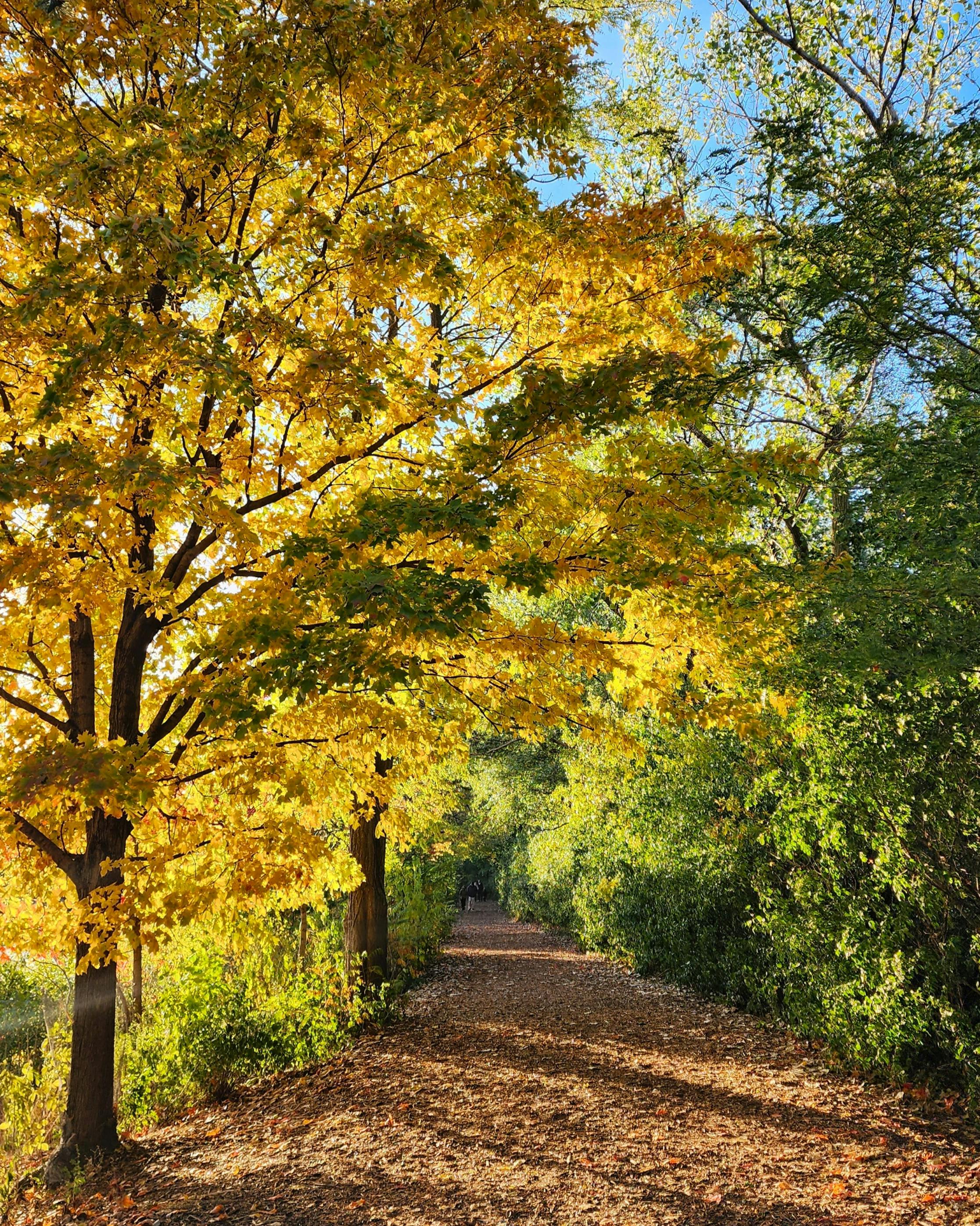 Trail Going Through a Park in Autumn · Free Stock Photo