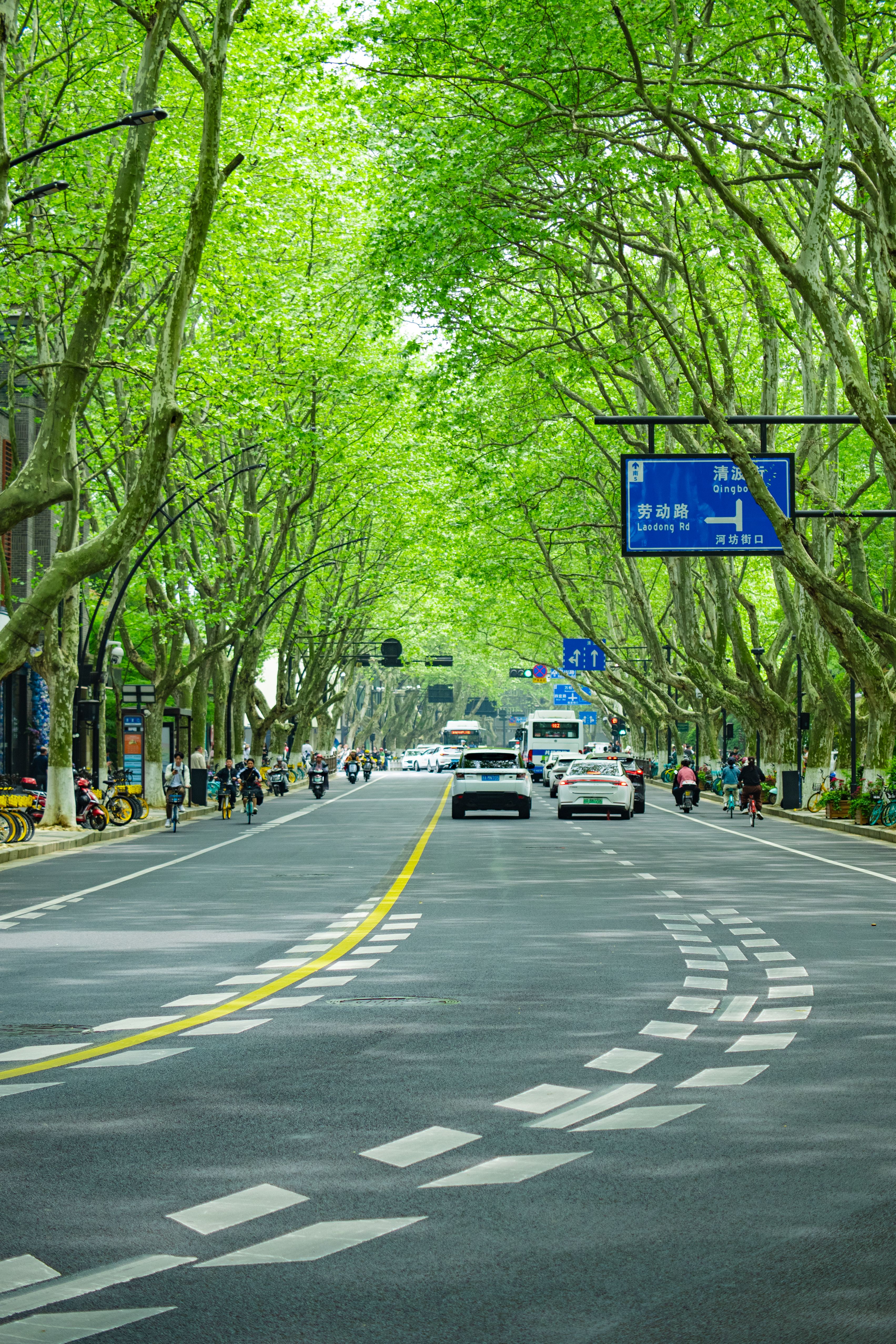 Traffic on the Street Under Green Trees · Free Stock Photo