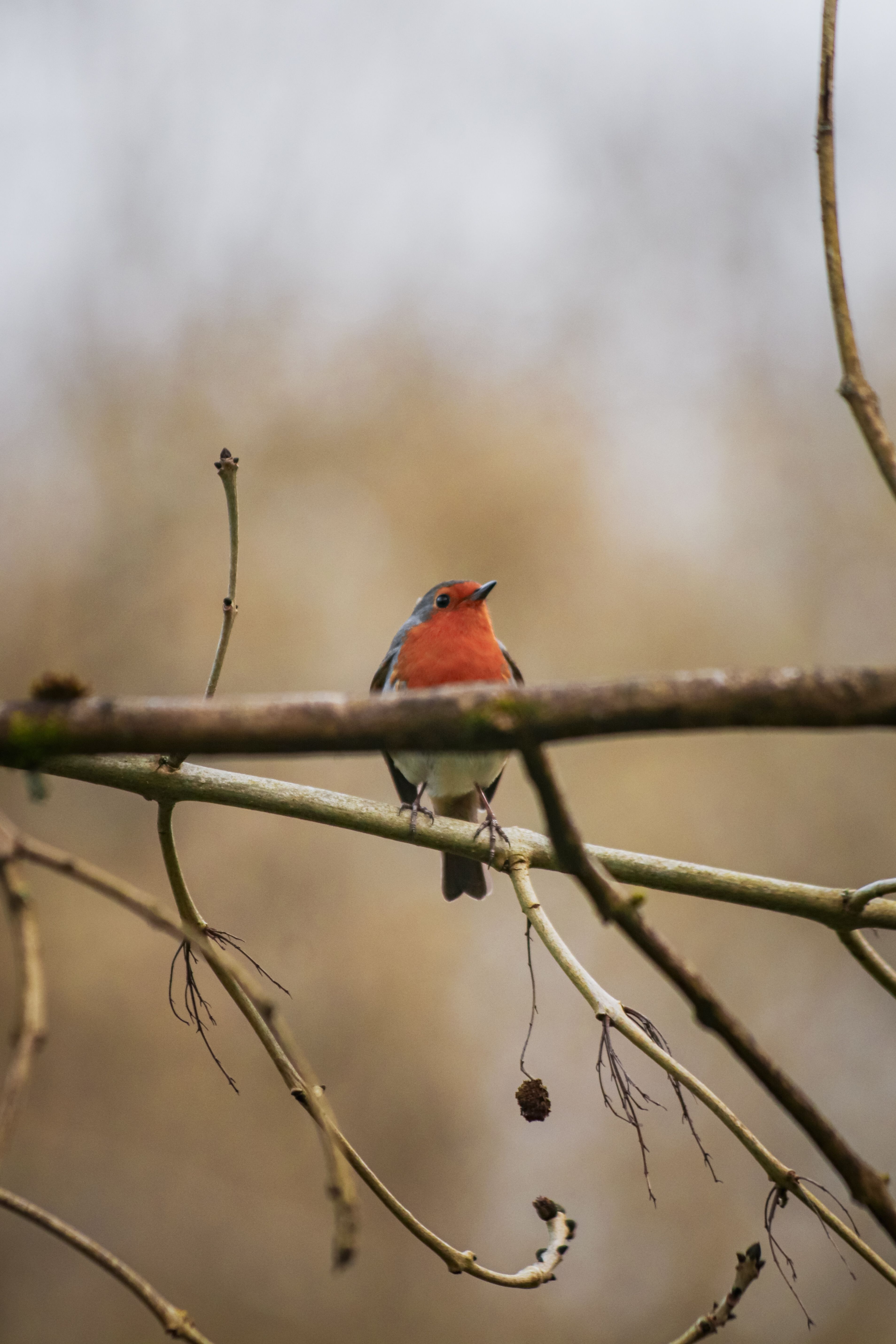A bird is sitting on a branch in the middle of a tree · Free Stock Photo